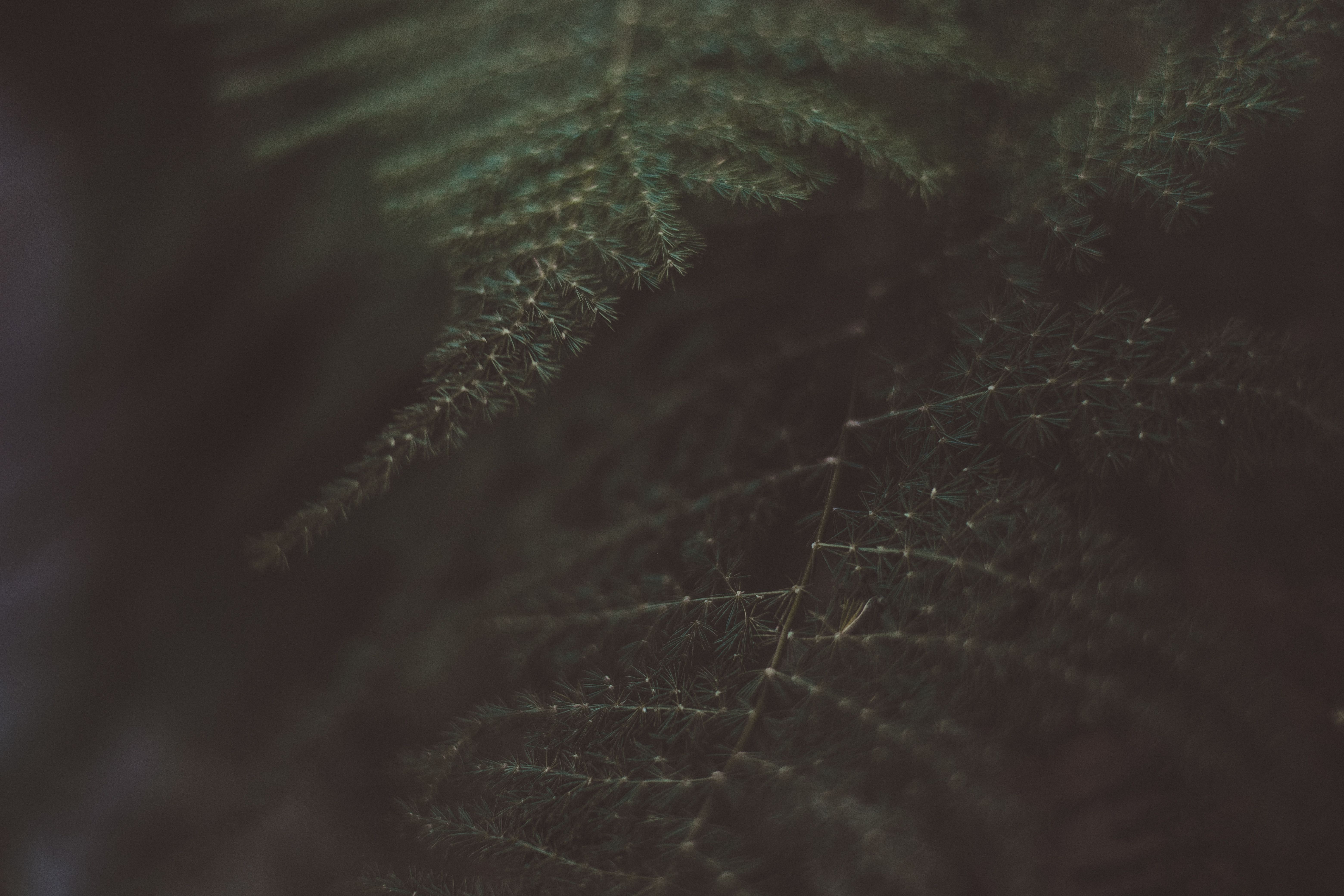 Ferns Wallpaper Photos, Download The BEST Free Ferns Wallpaper Stock ...