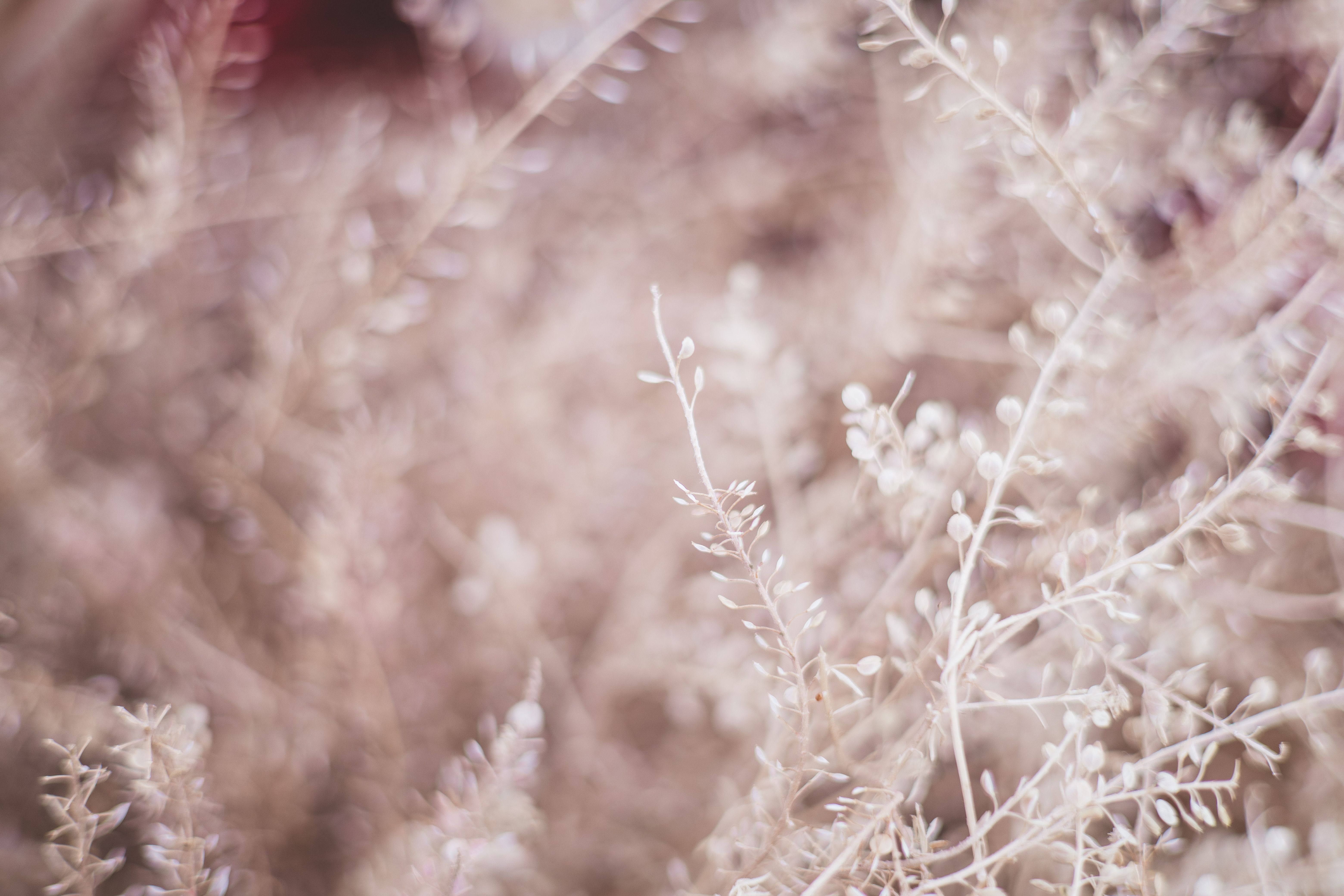 Tangle of Bright Stems with Small Leaves · Free Stock Photo