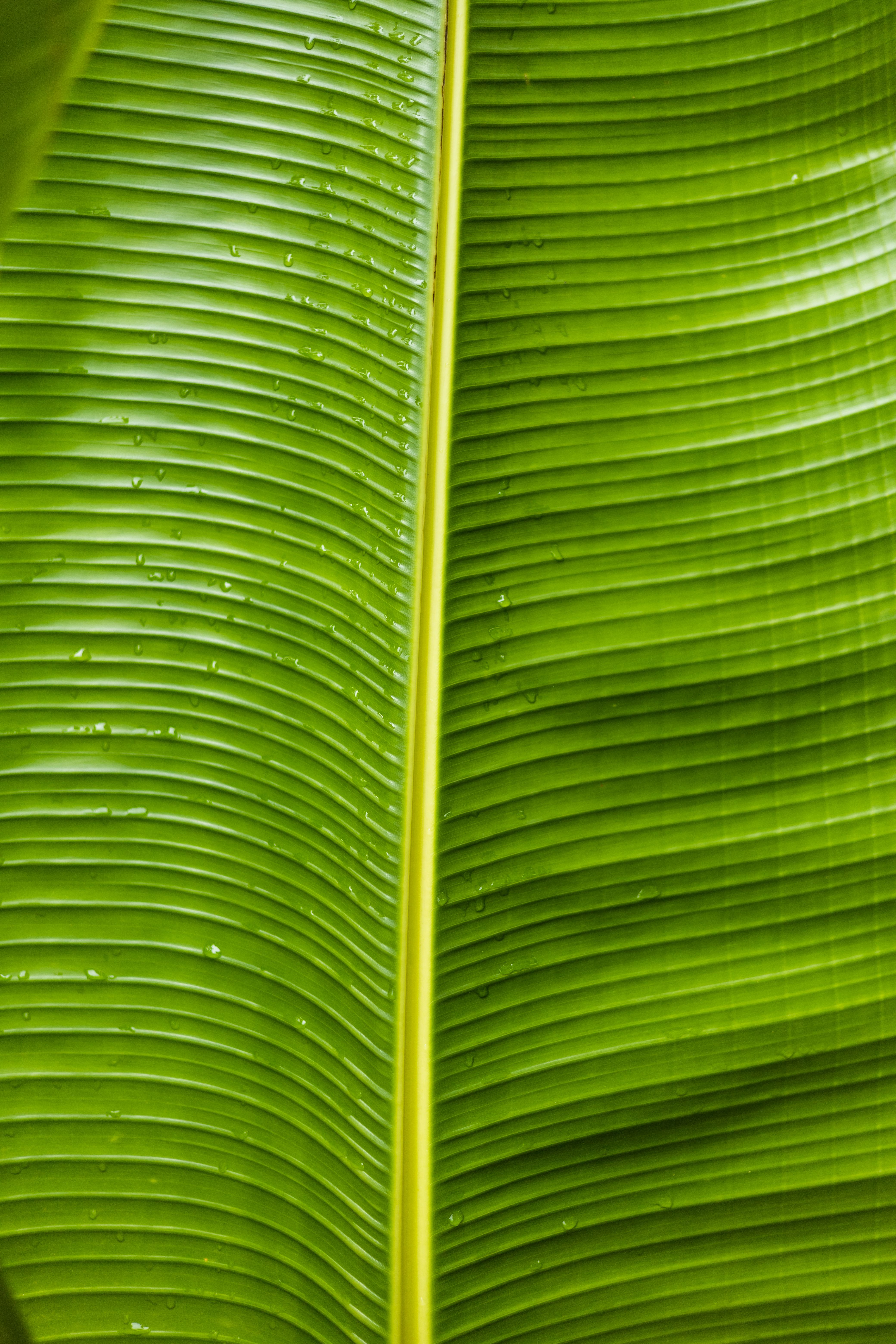 Ribbing Photos, Download The BEST Free Ribbing Stock Photos & HD Images