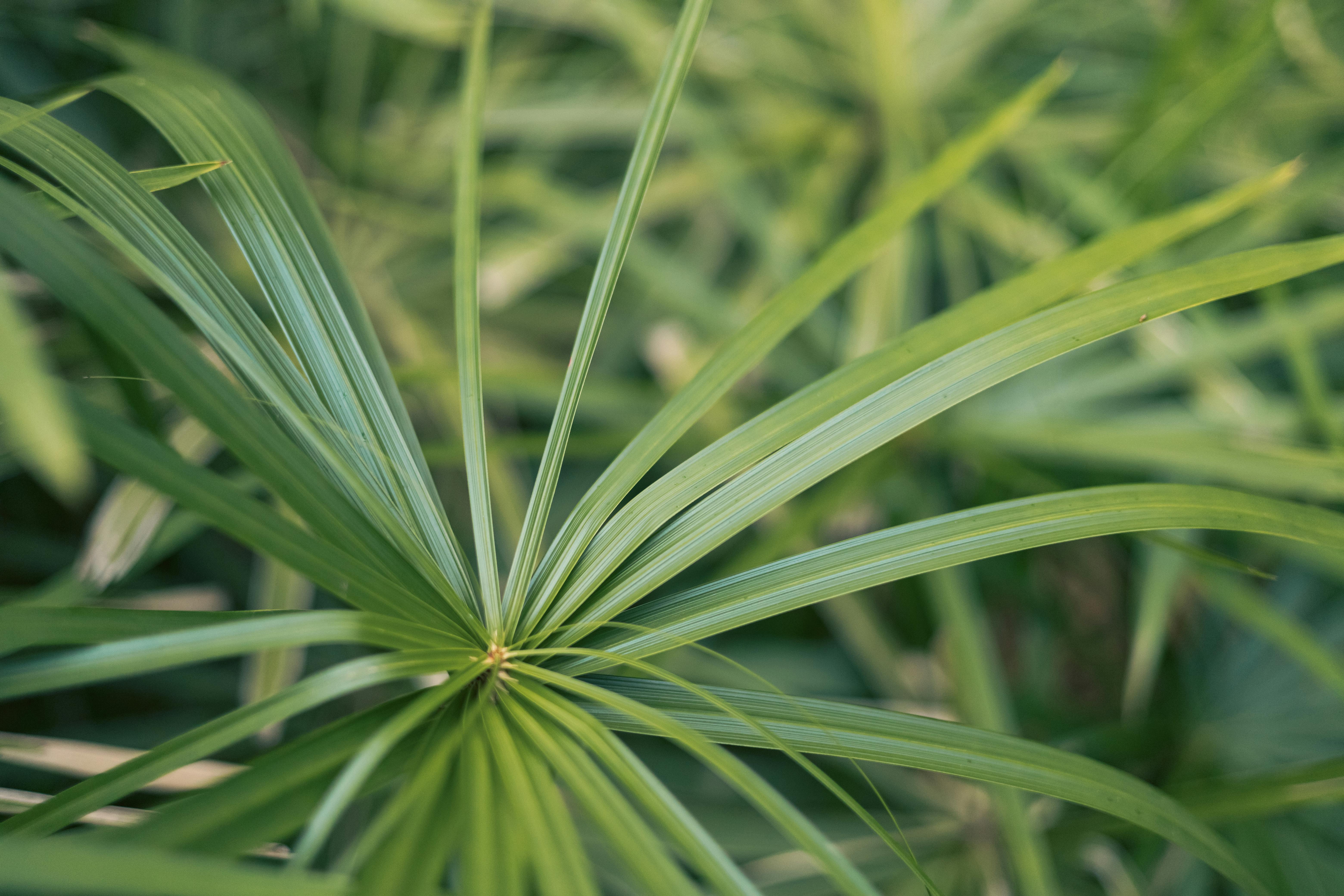 Green Palm Tree with Long Leaves in Nature · Free Stock Photo