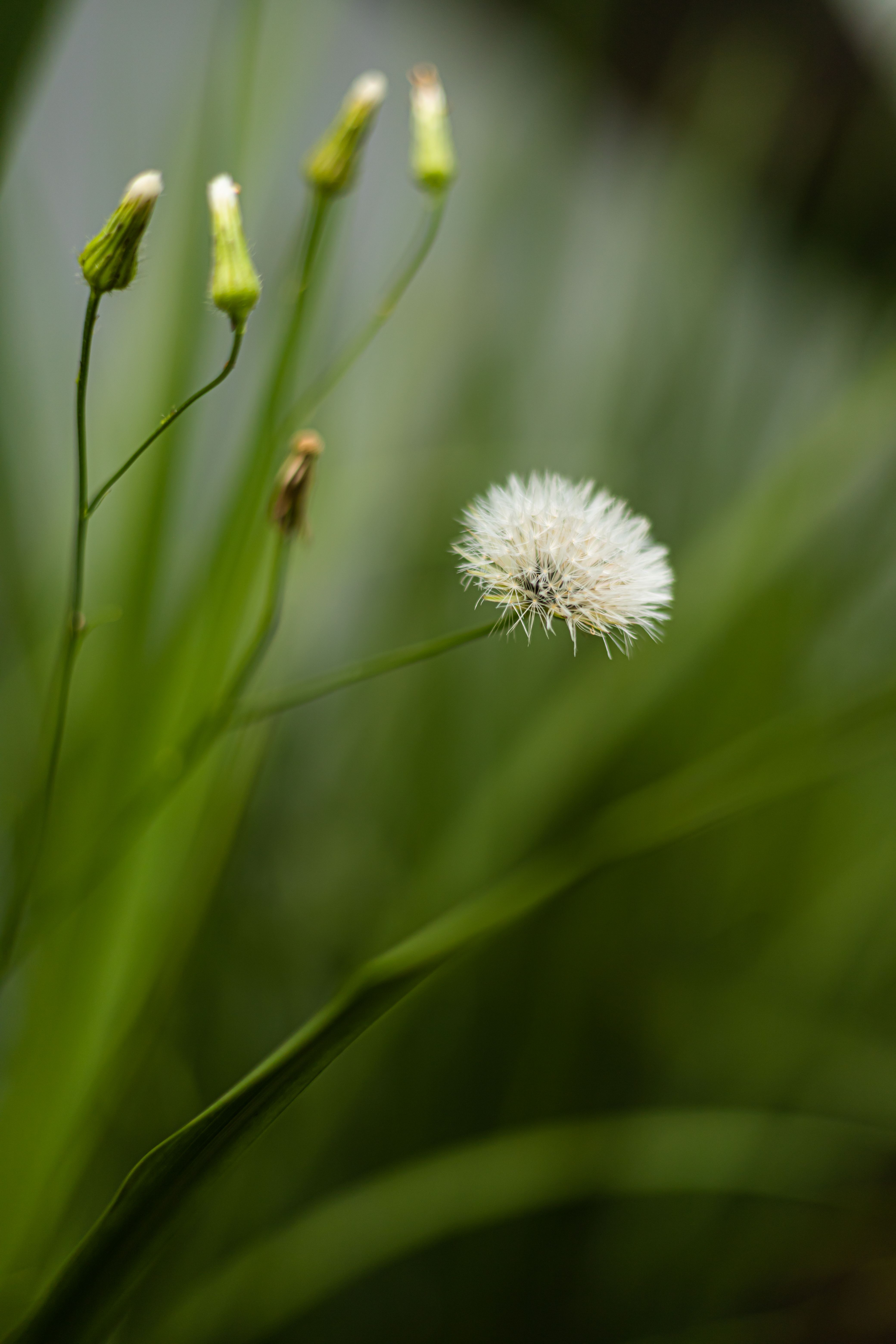 Close-up of Fluffy Dandelion Flower in Nature · Free Stock Photo