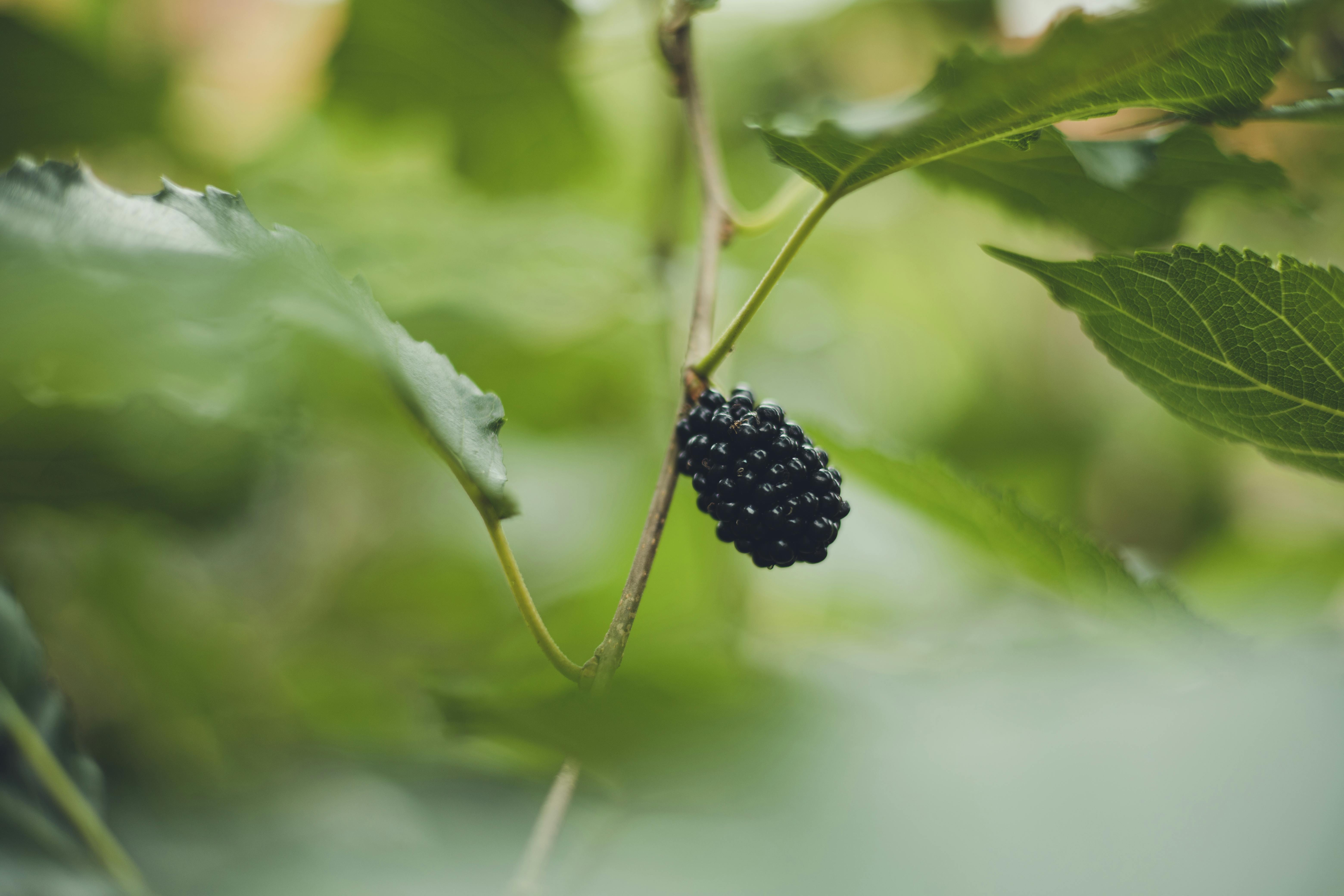 Yellow Round Small Fruit · Free Stock Photo
