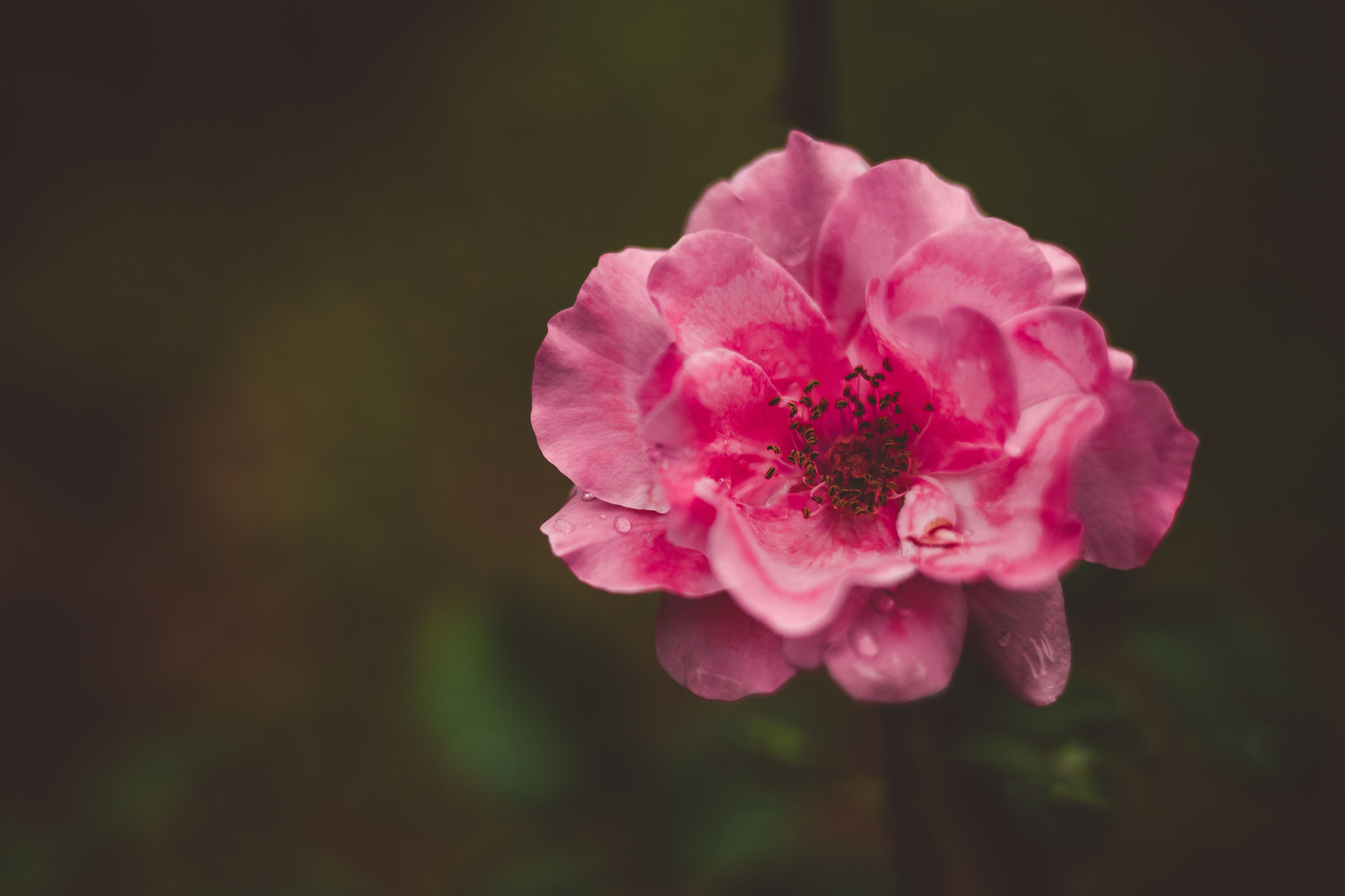Flower Blooming Photos, Download The BEST Free Flower Blooming Stock ...