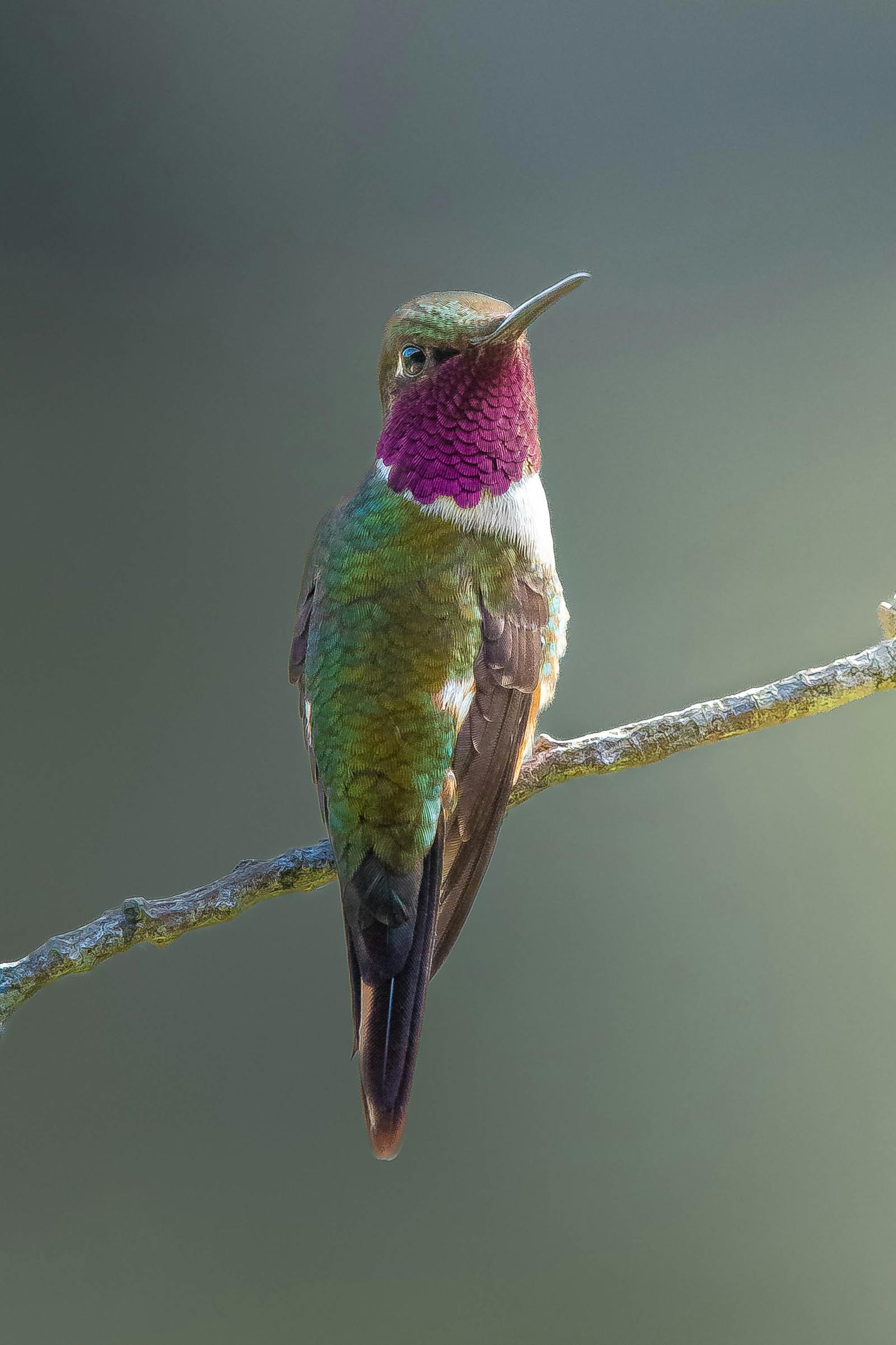 Hummingbird Wallpaper Photos, Download The BEST Free Hummingbird ...