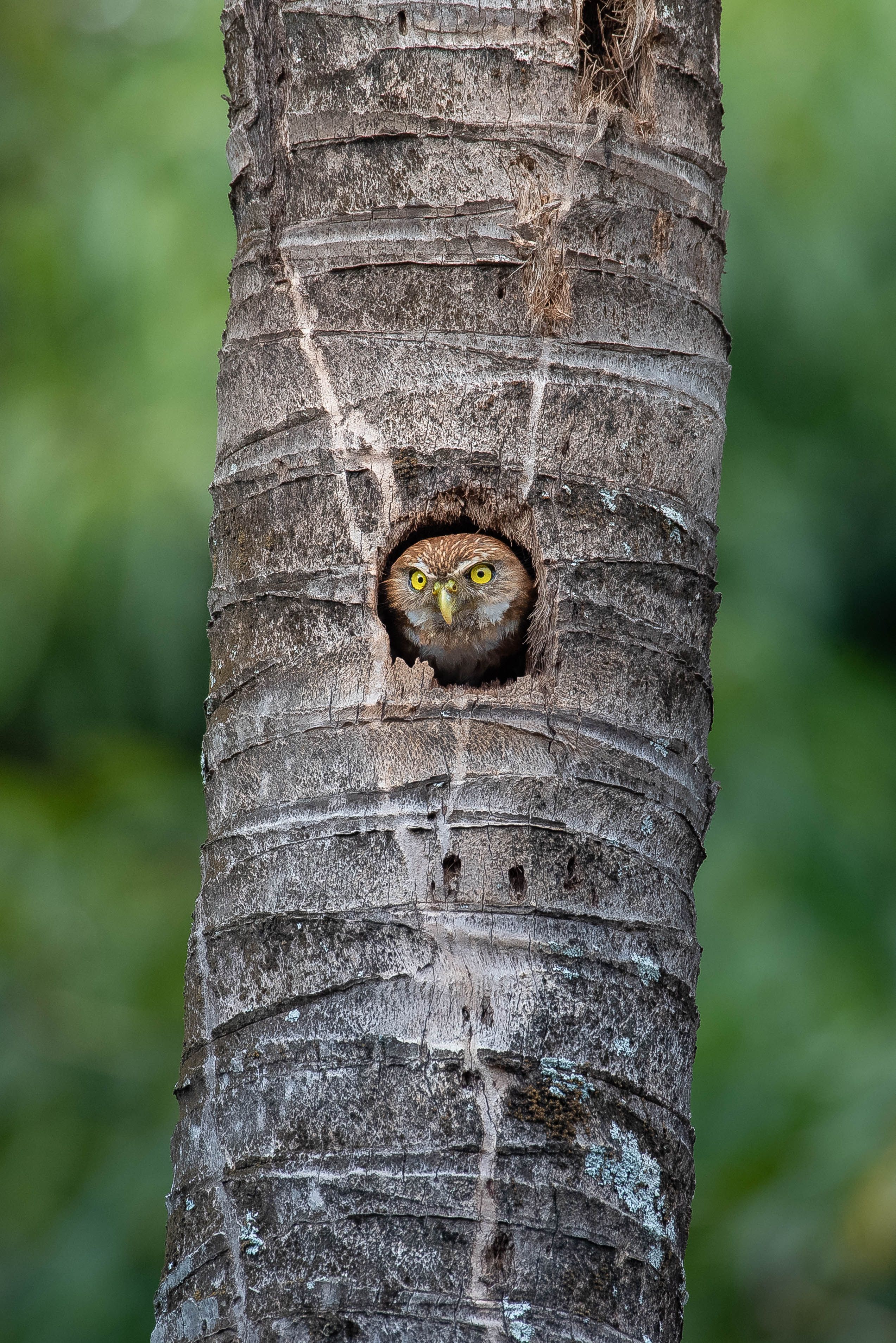 An Owl Peeking From the Tree Hole · Free Stock Photo