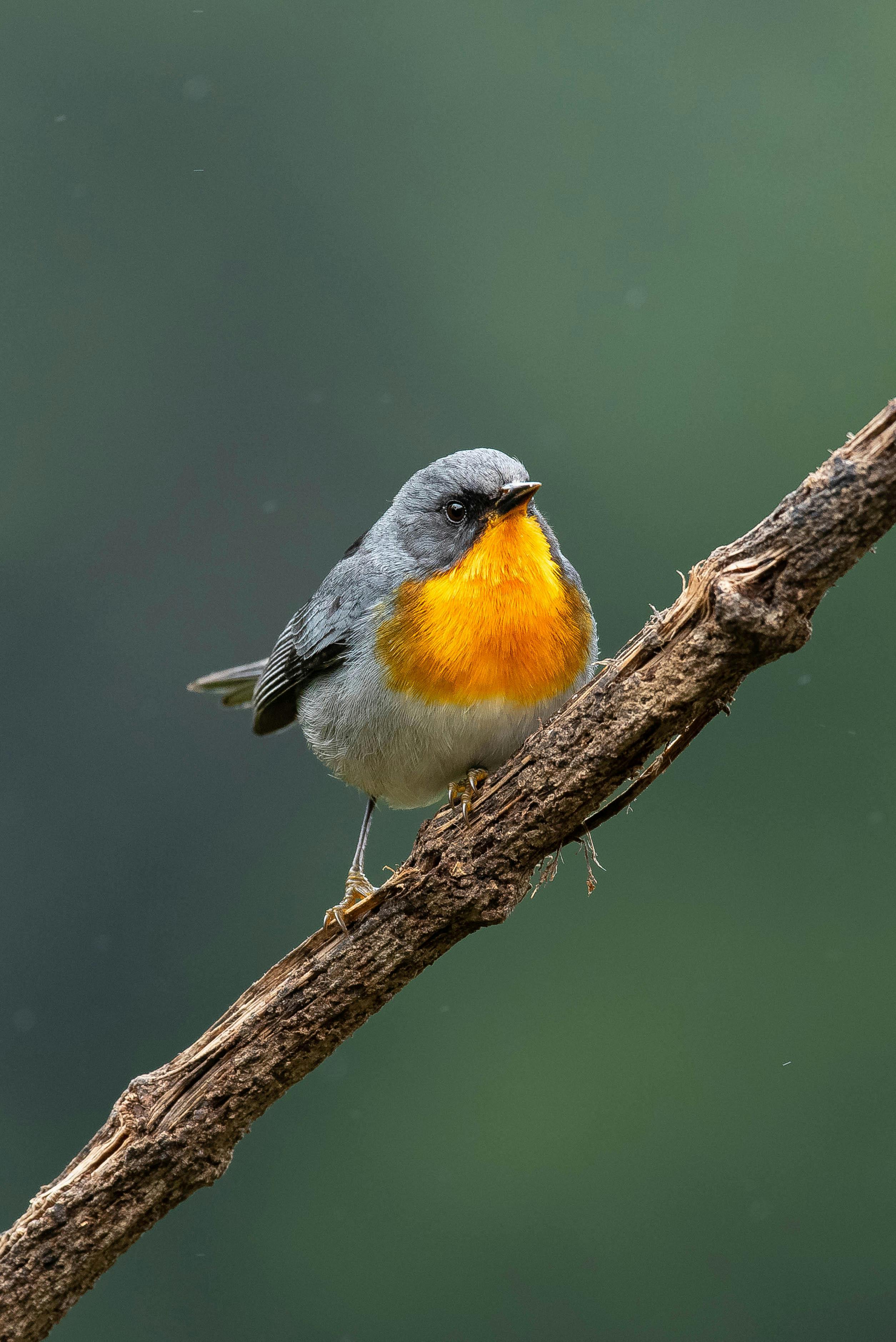 Natura Geast Photos, Download The BEST Free Natura Geast Stock Photos ...