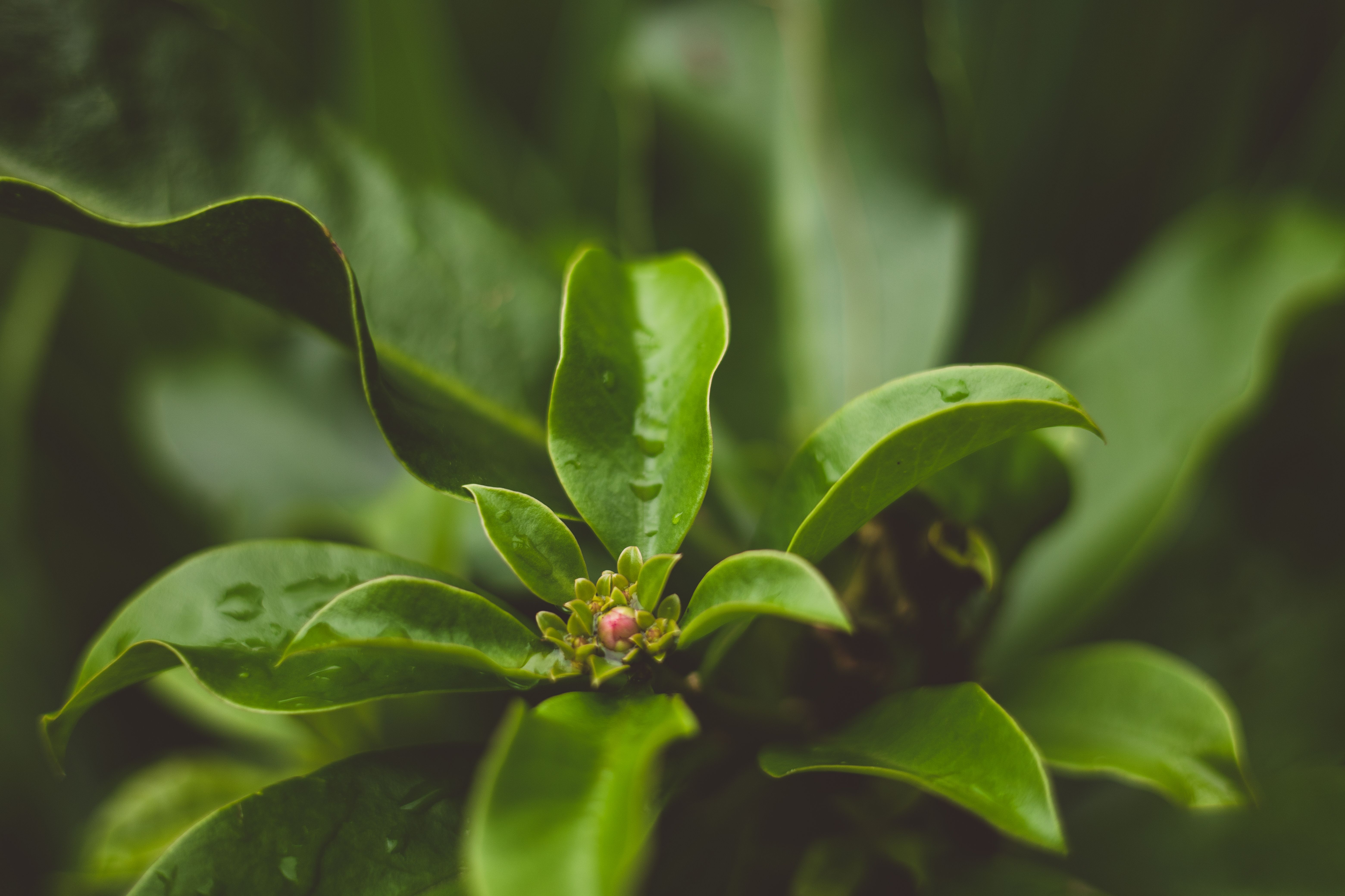 Close-up of Flower Bud in Green Plant · Free Stock Photo