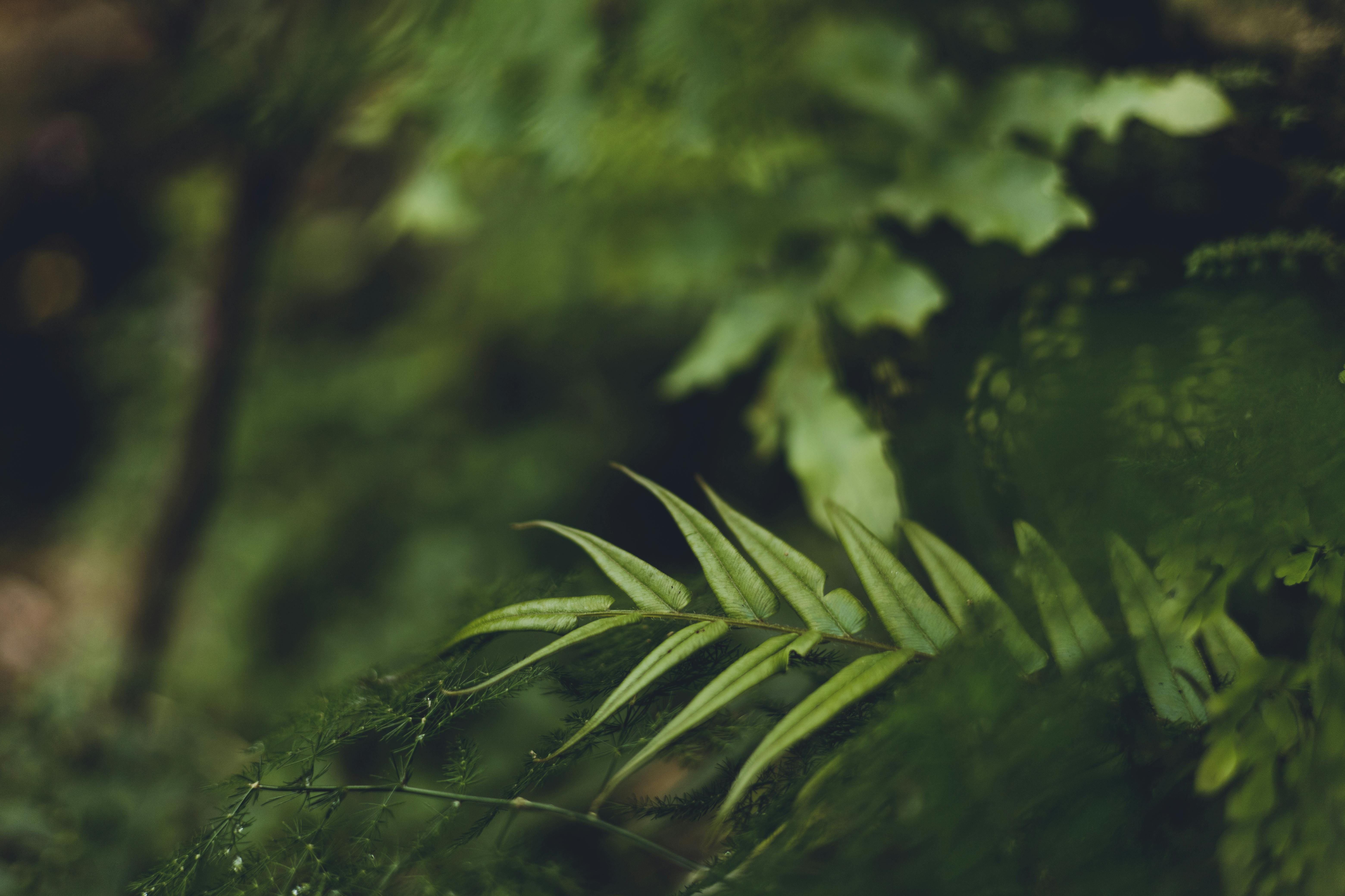 Natural Garden Photos, Download The BEST Free Natural Garden Stock ...