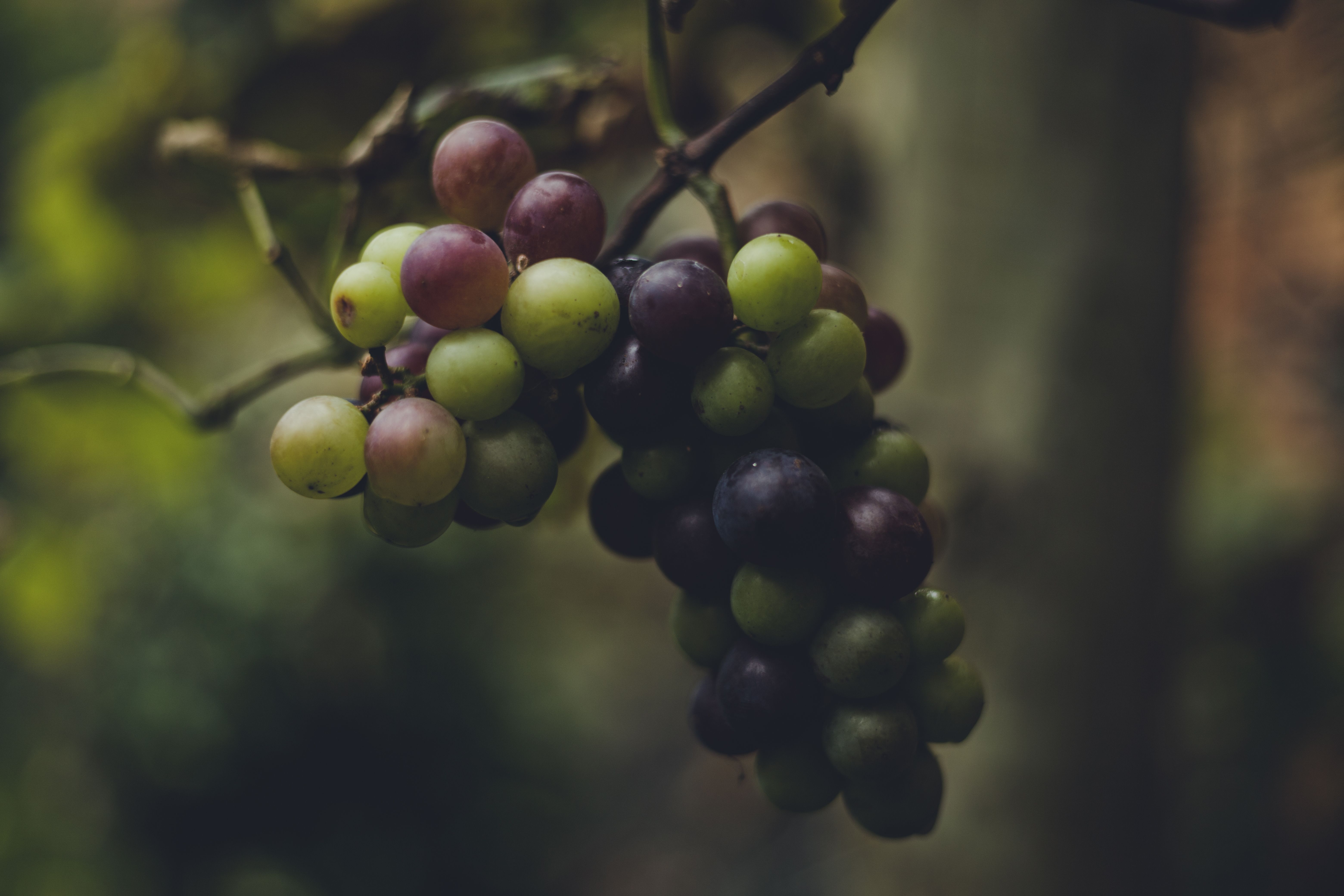 Close up of Colorful Grapes · Free Stock Photo