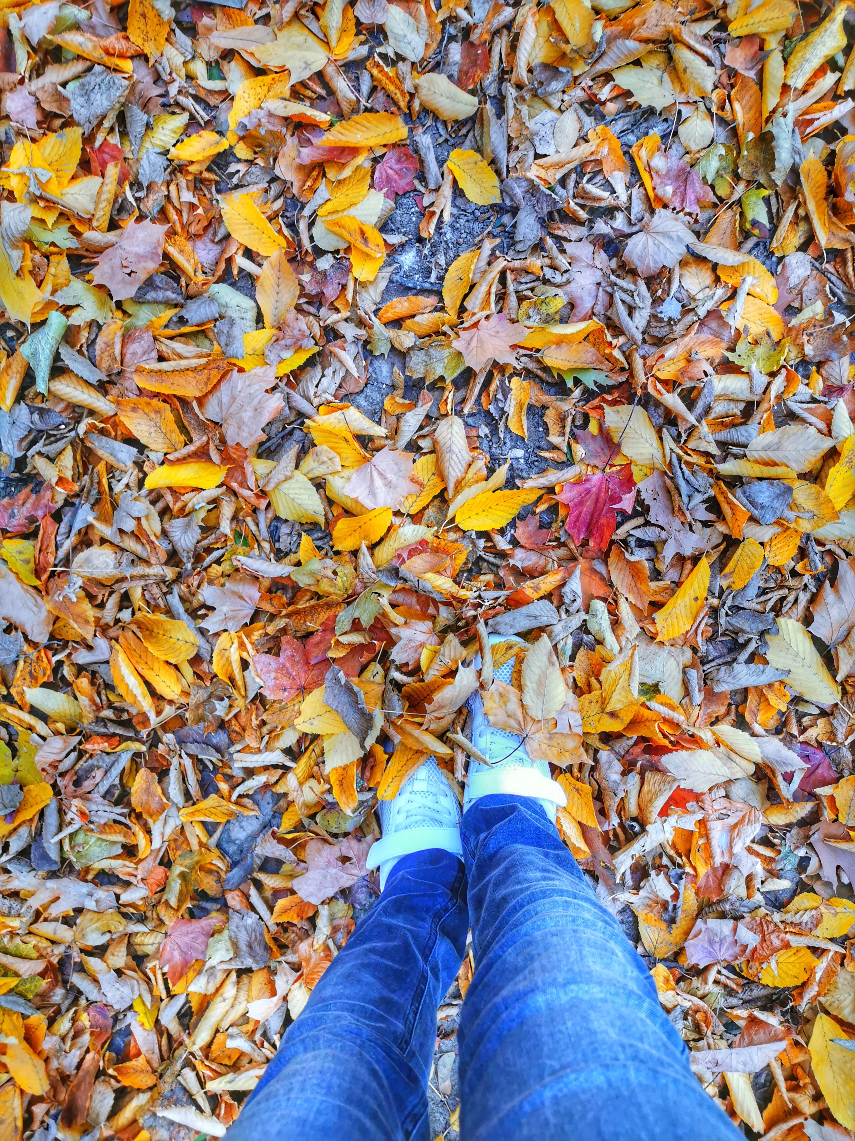 Woman Legs in Ground with Fall Golden Leaves · Free Stock Photo
