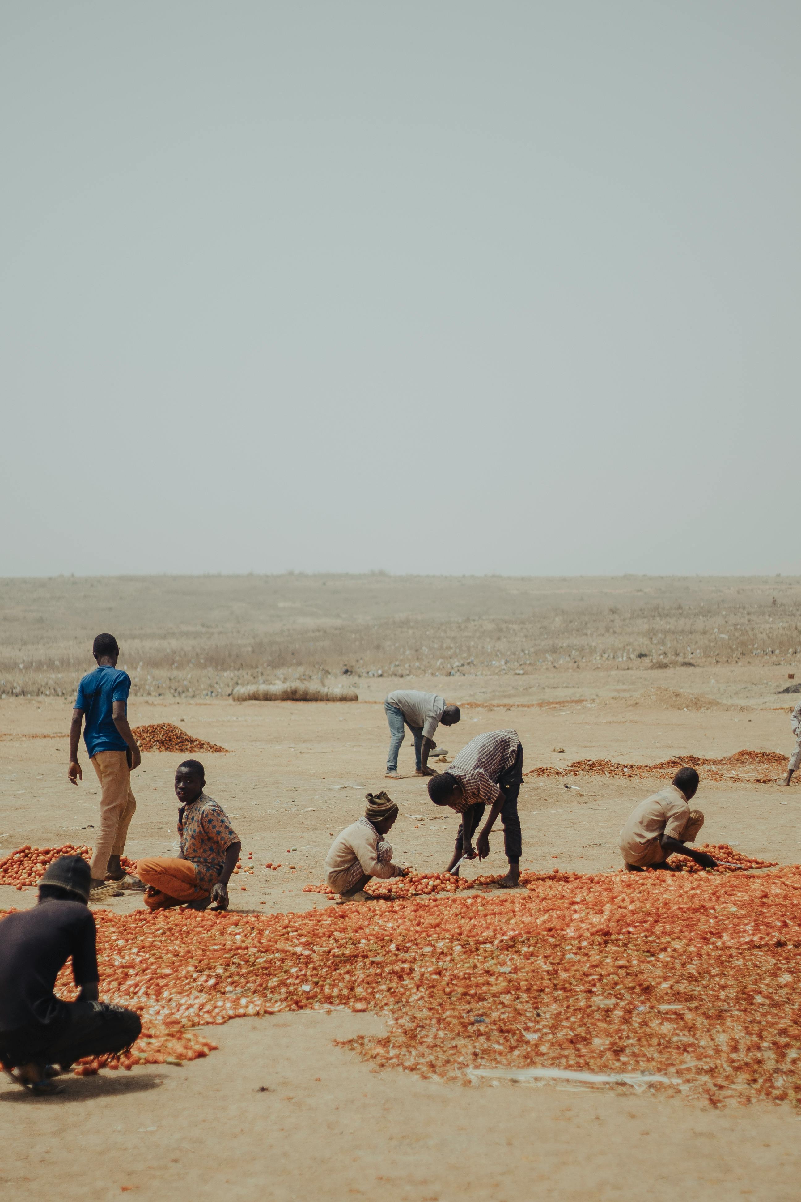 Workers on Desert Organizing Crops · Free Stock Photo