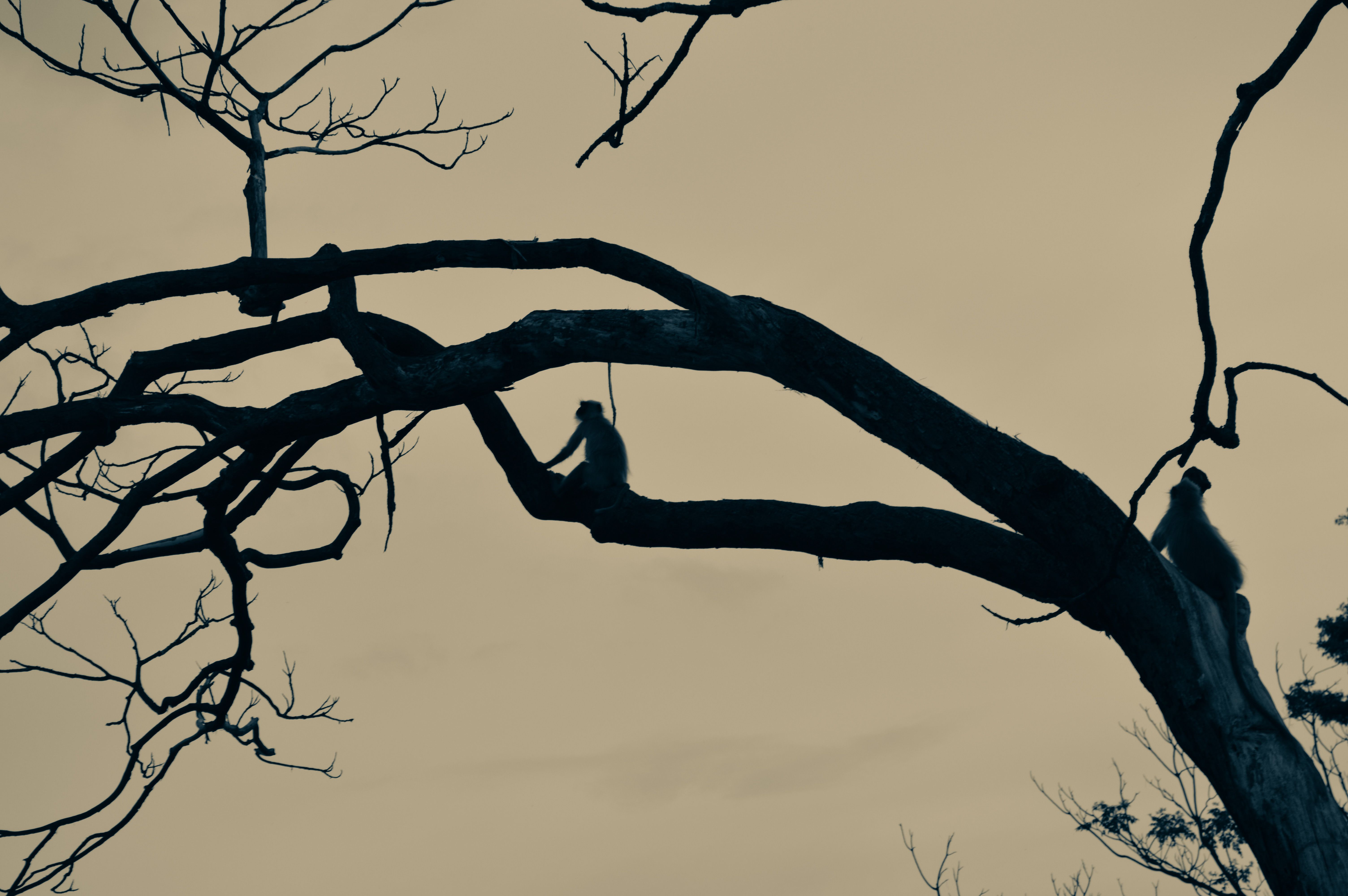 Monkeys On Tree Photos, Download The BEST Free Monkeys On Tree Stock ...