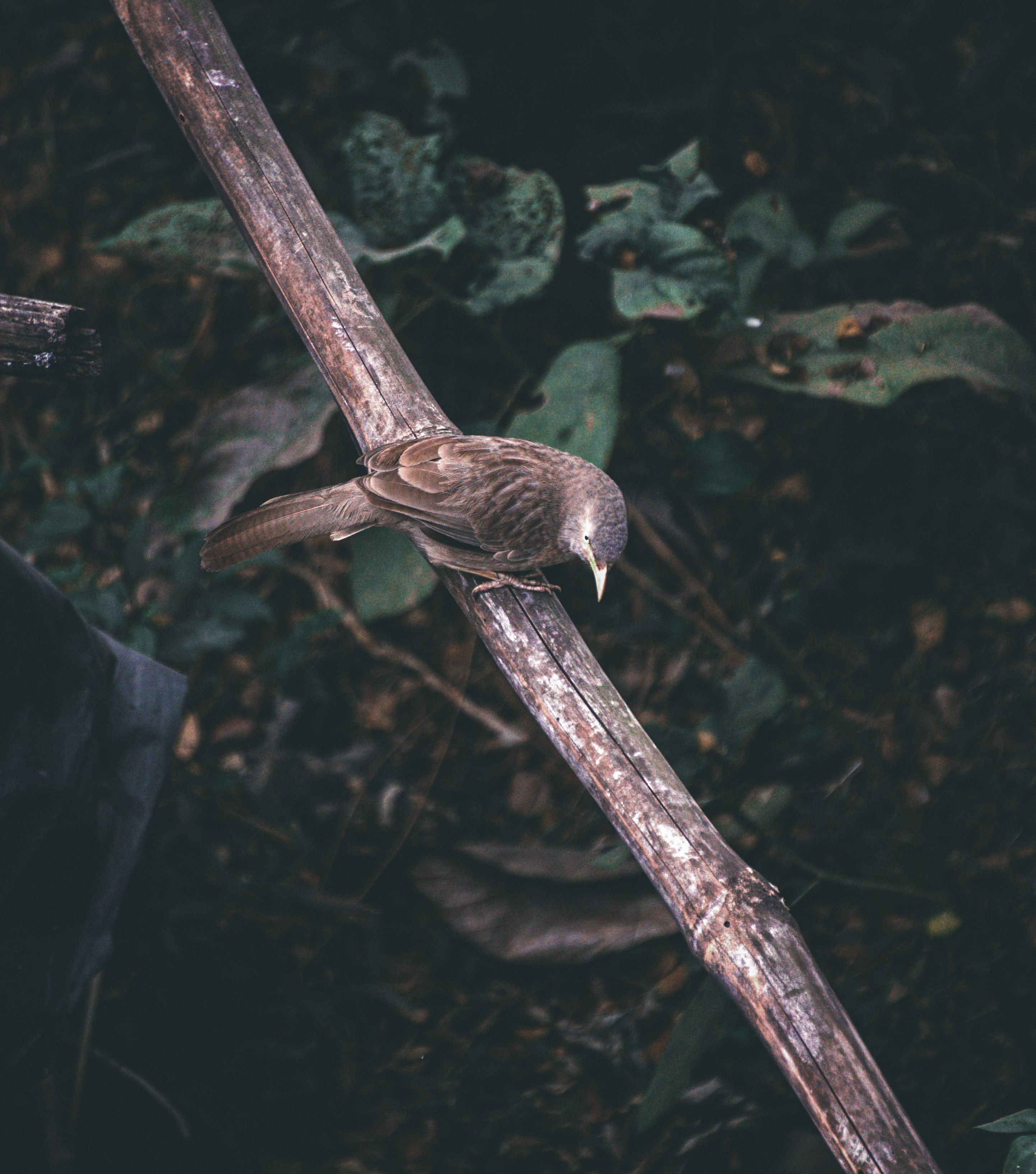 Close up of Babbler Bird · Free Stock Photo
