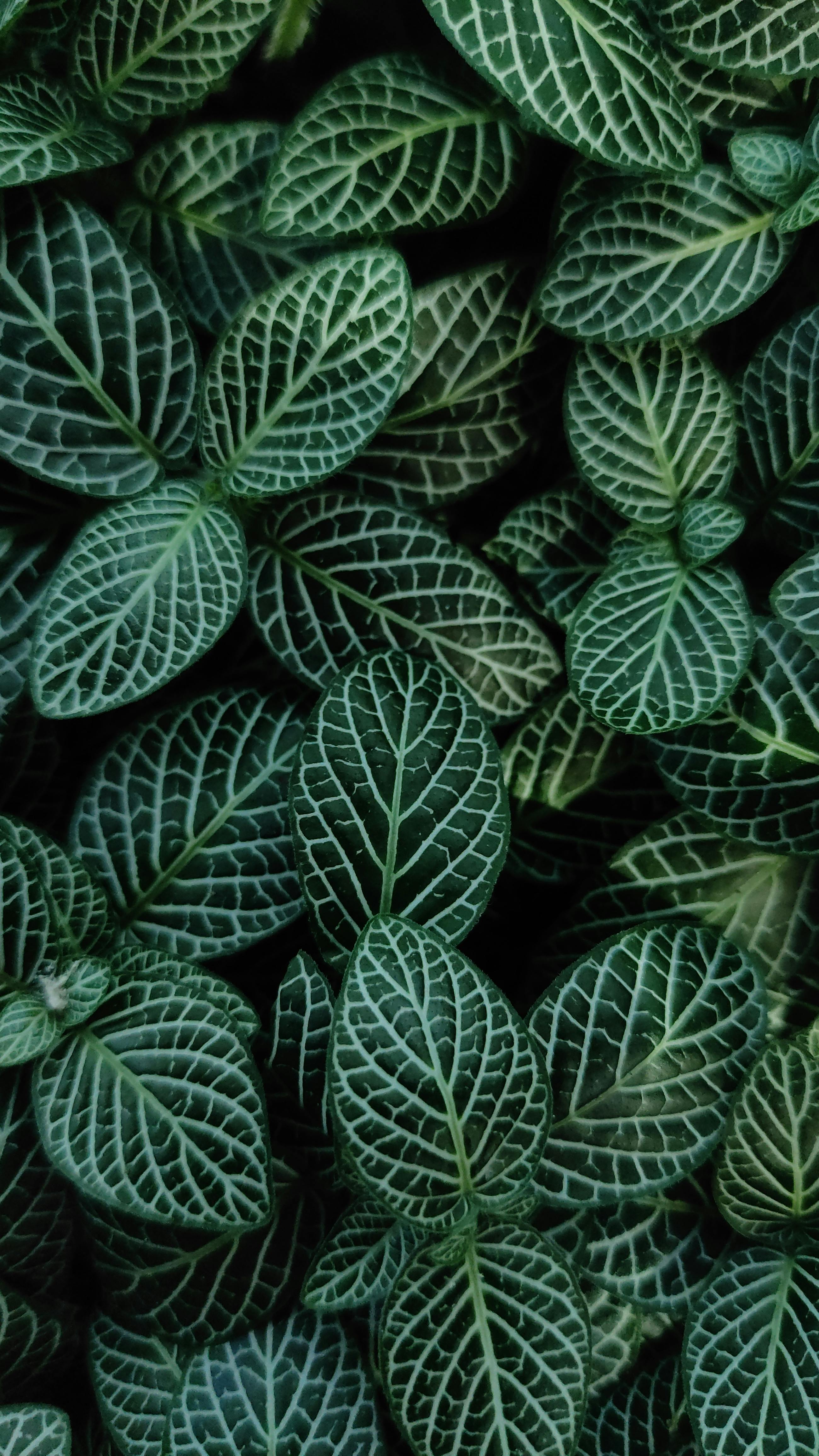 Patterns on Leaves · Free Stock Photo