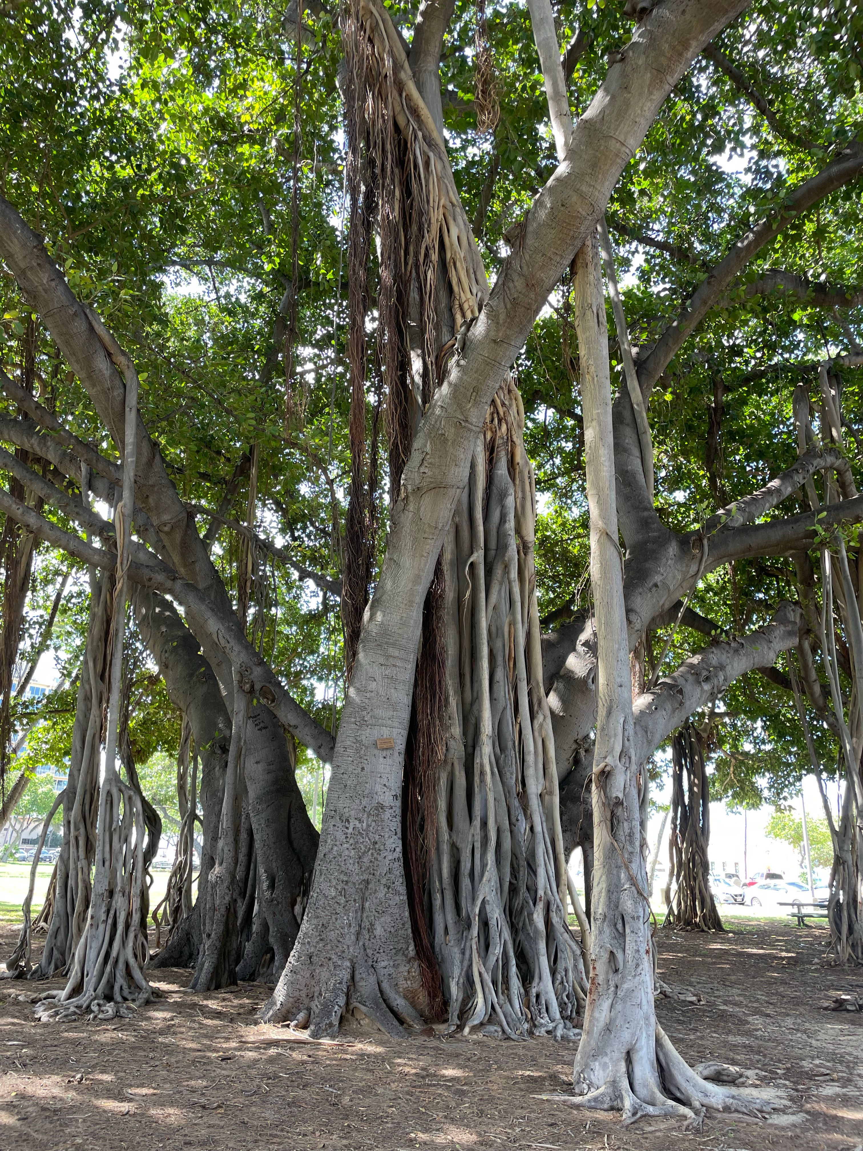 Green and Withered Trees · Free Stock Photo