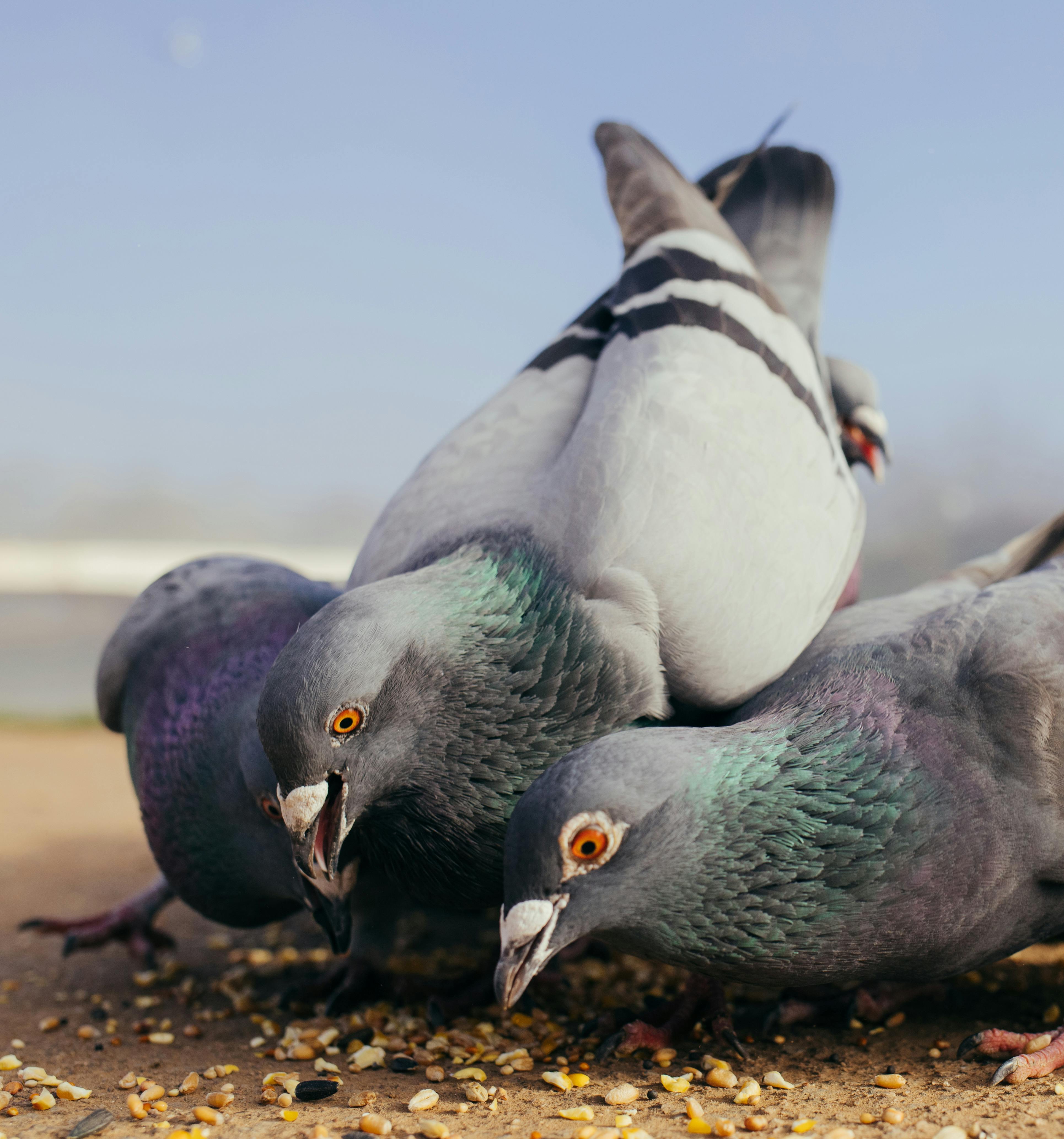 Pigeon Eating Photos, Download The BEST Free Pigeon Eating Stock Photos ...
