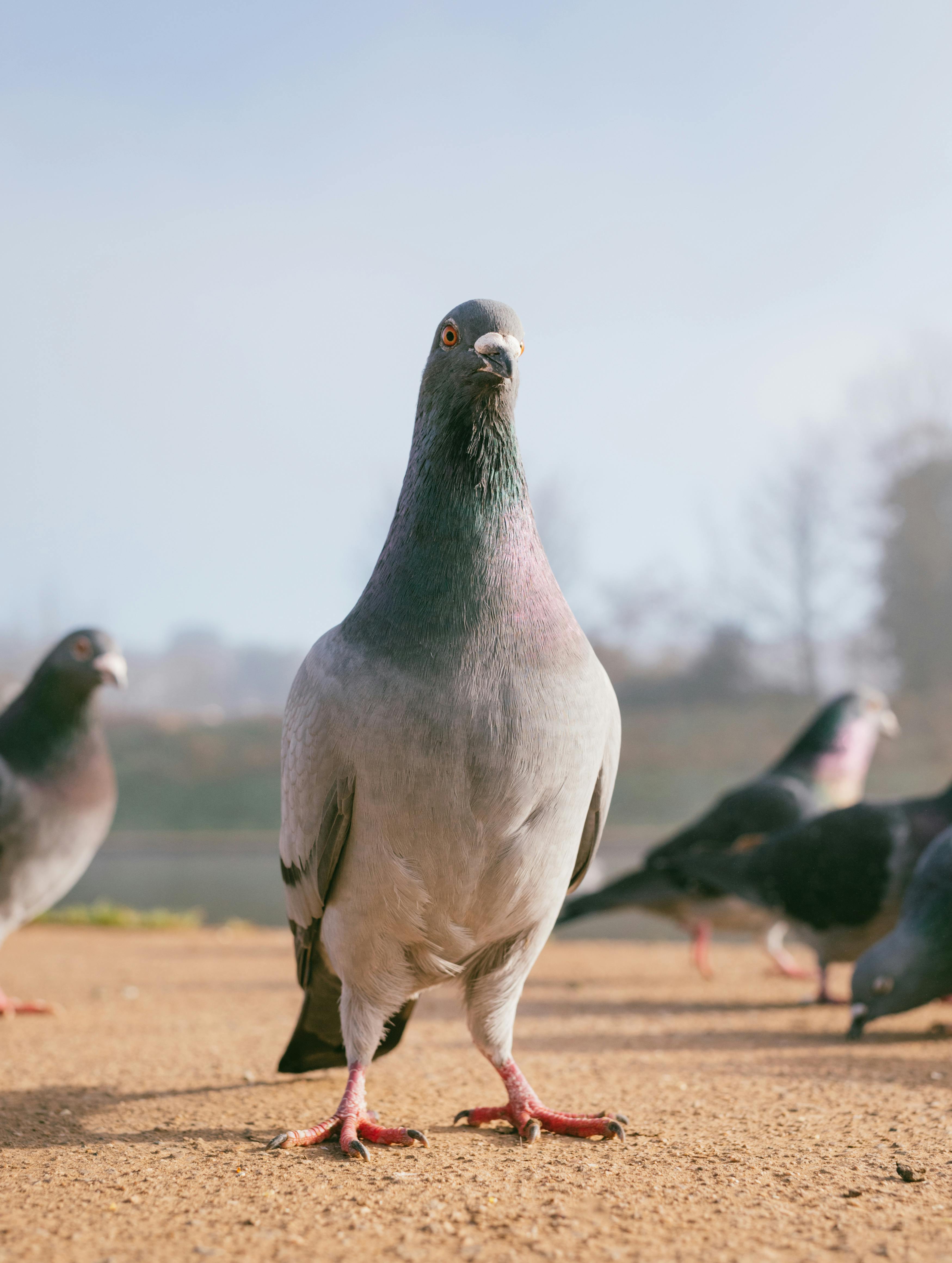 Close-up of Pigeon Walking on Ground · Free Stock Photo