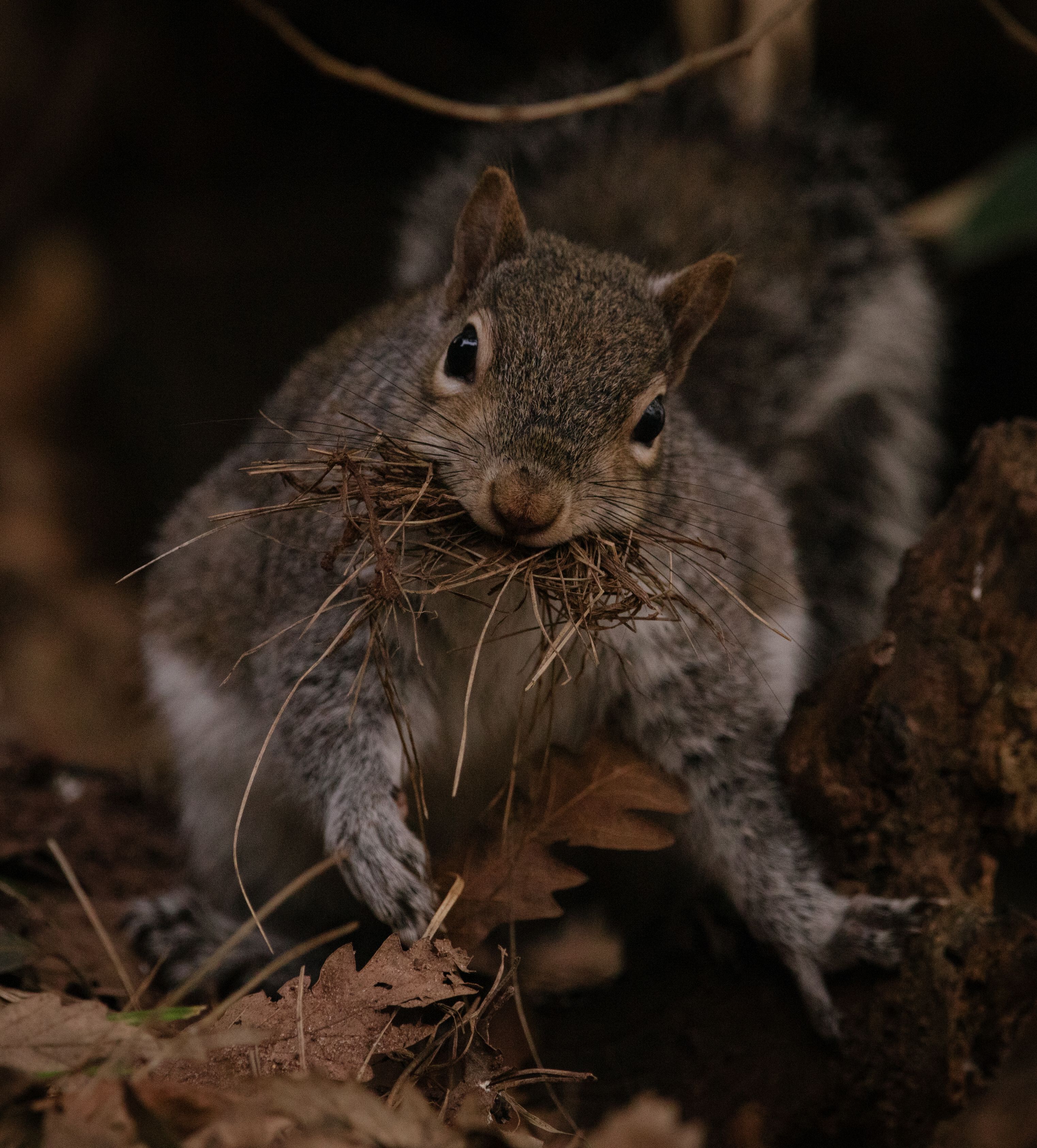 Photo of Squirrel While Eating · Free Stock Photo