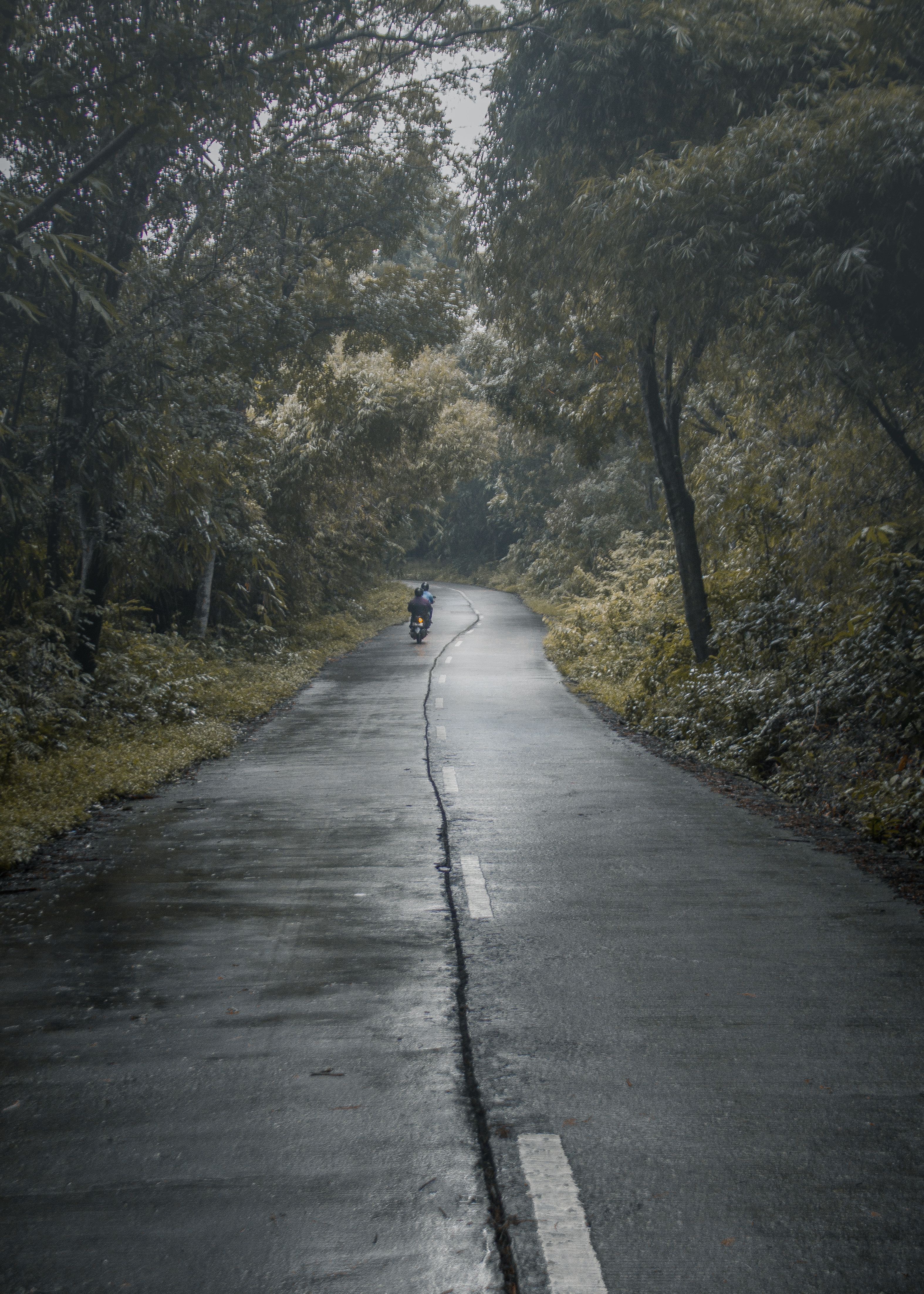 Back View of a Person Walking Alone on an Asphalt Road · Free Stock Photo