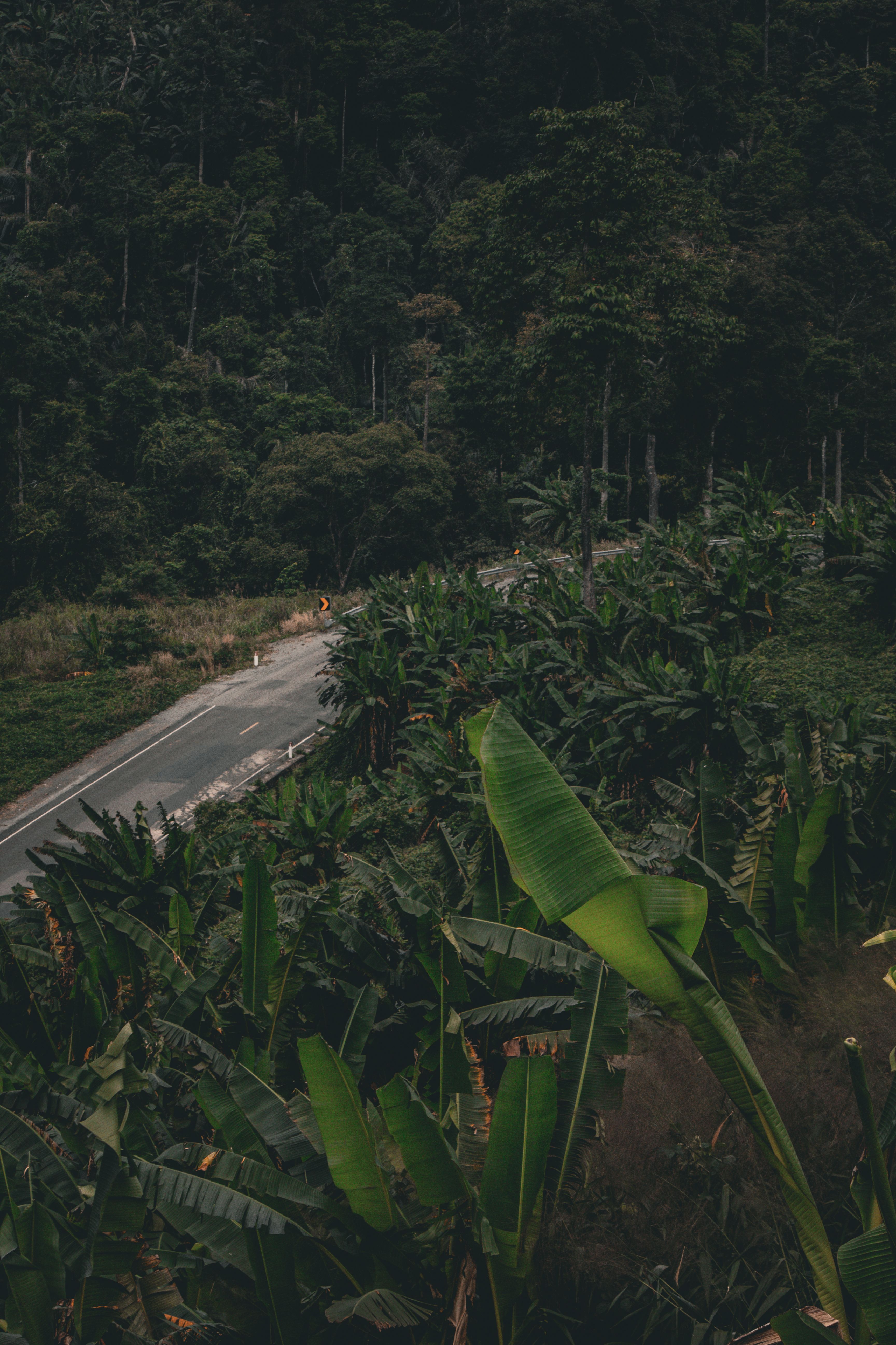 Green Plants and Road behind · Free Stock Photo