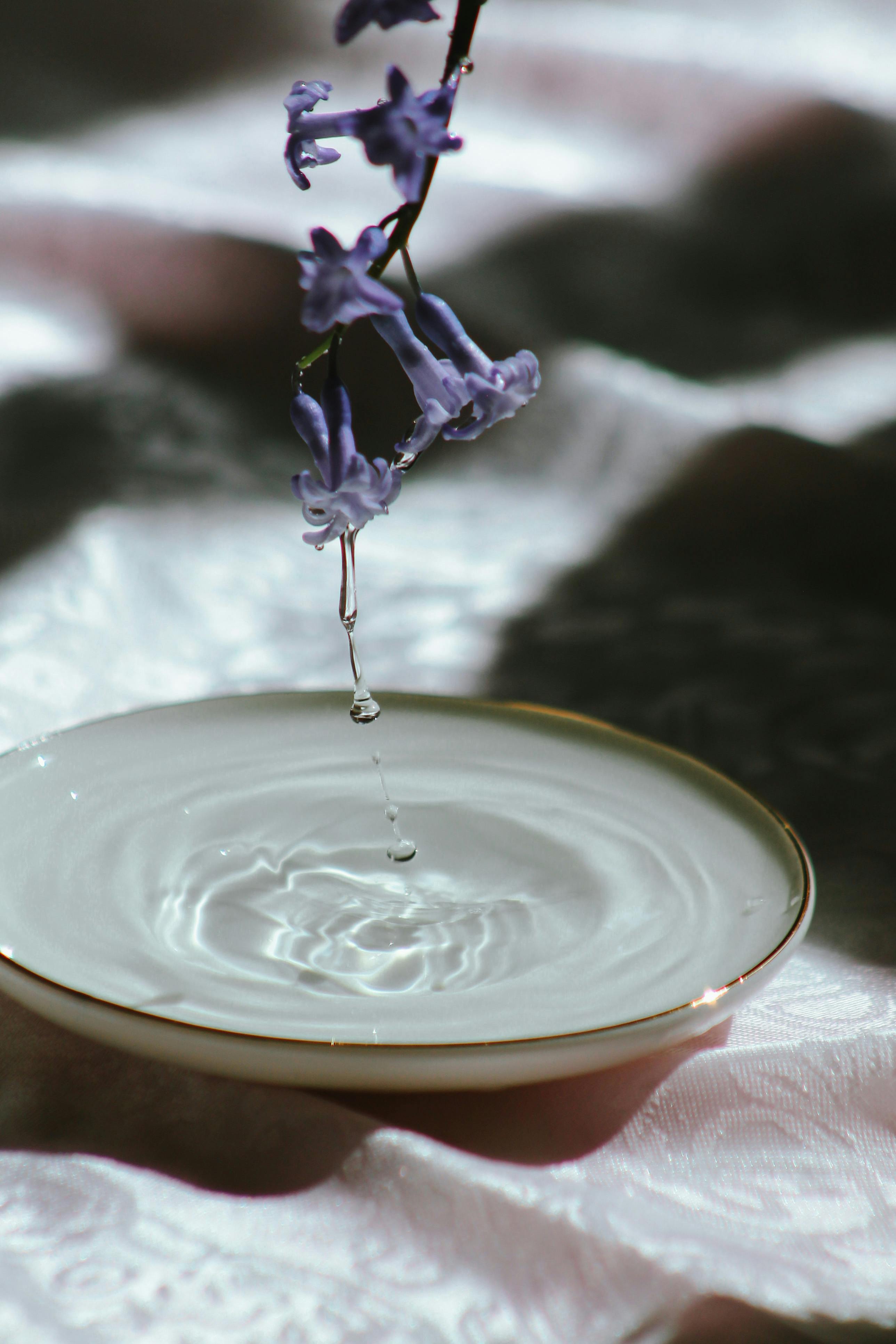 Water Dripping from Flowers · Free Stock Photo