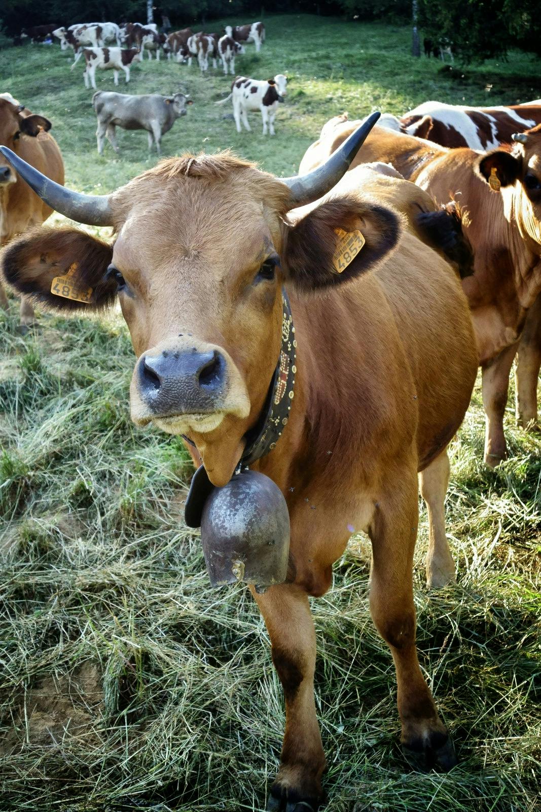 Brown Cow · Free Stock Photo