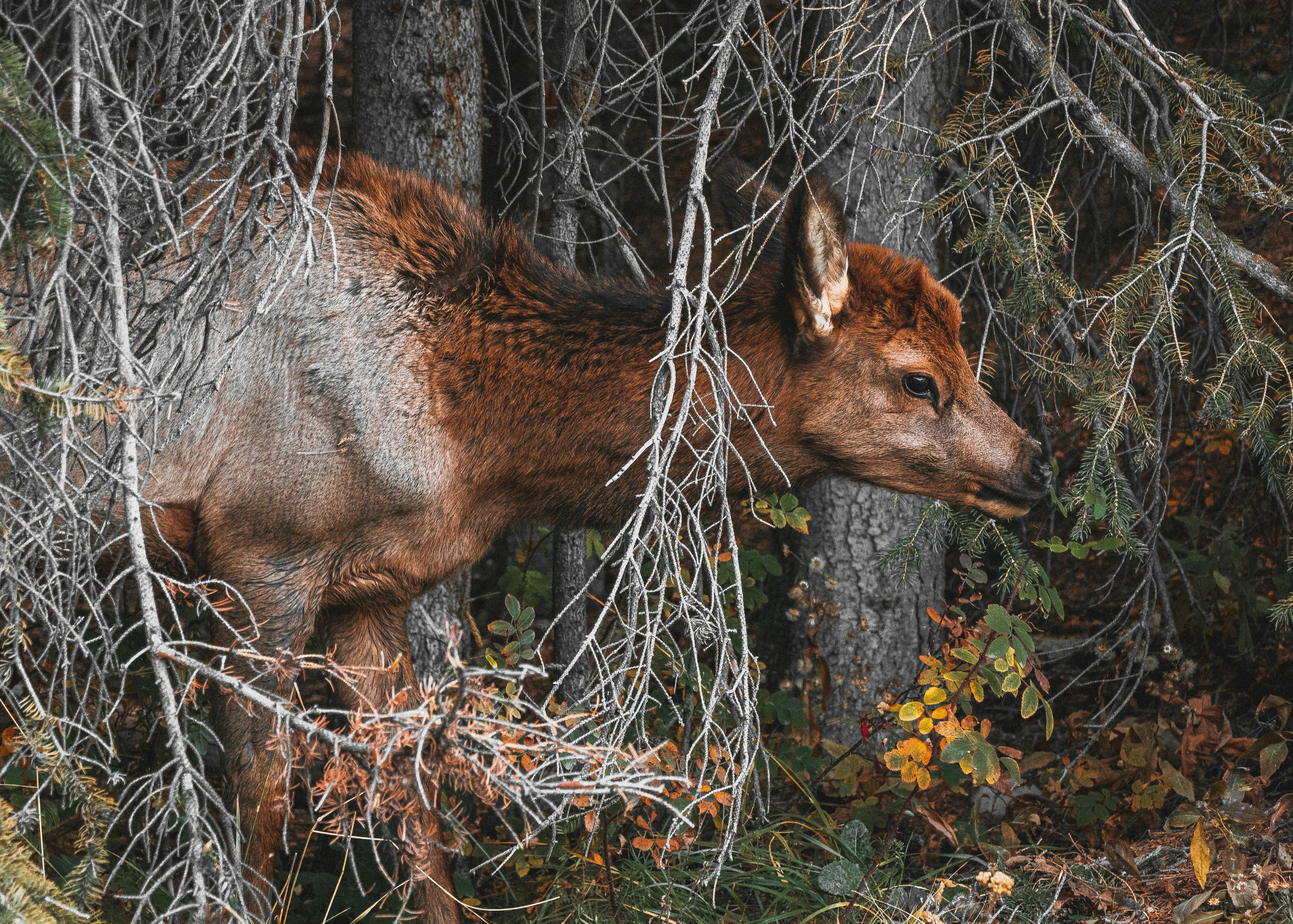 Deer Fawn among Branches · Free Stock Photo