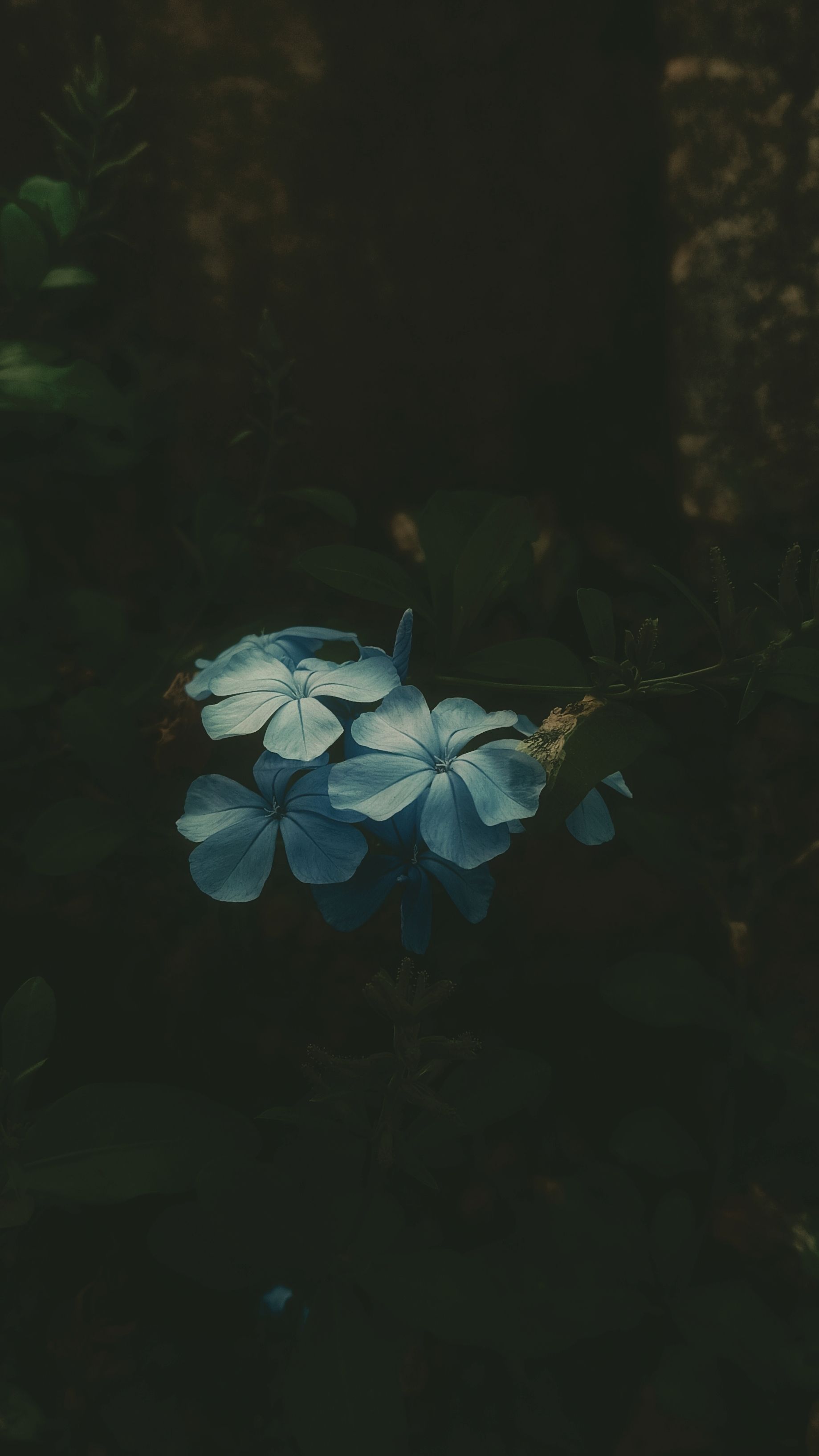 Kodi Plant Photos, Download The BEST Free Kodi Plant Stock Photos & HD ...