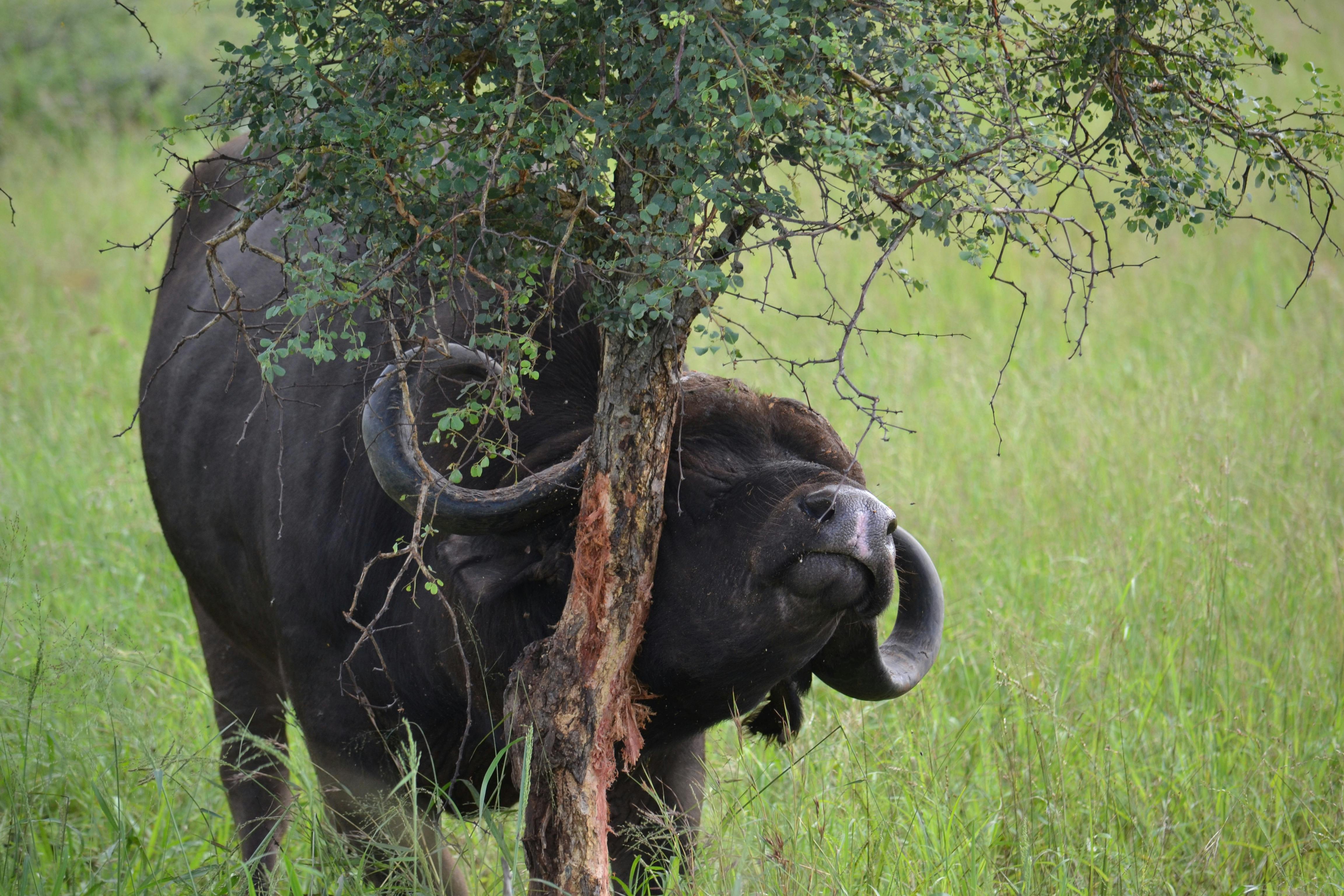 A Buffalo and a Tree · Free Stock Photo