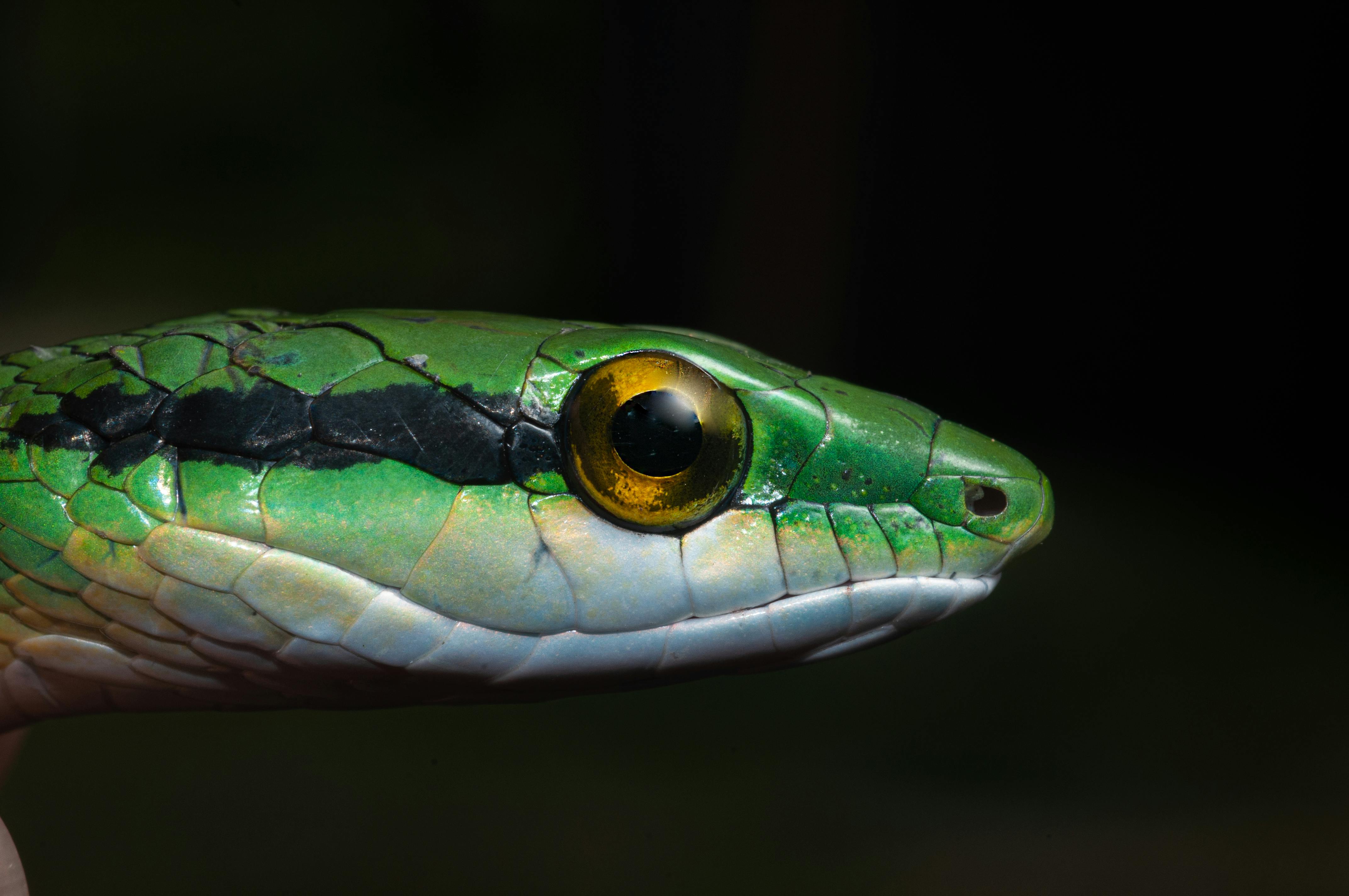 Close up of a Snake Head · Free Stock Photo
