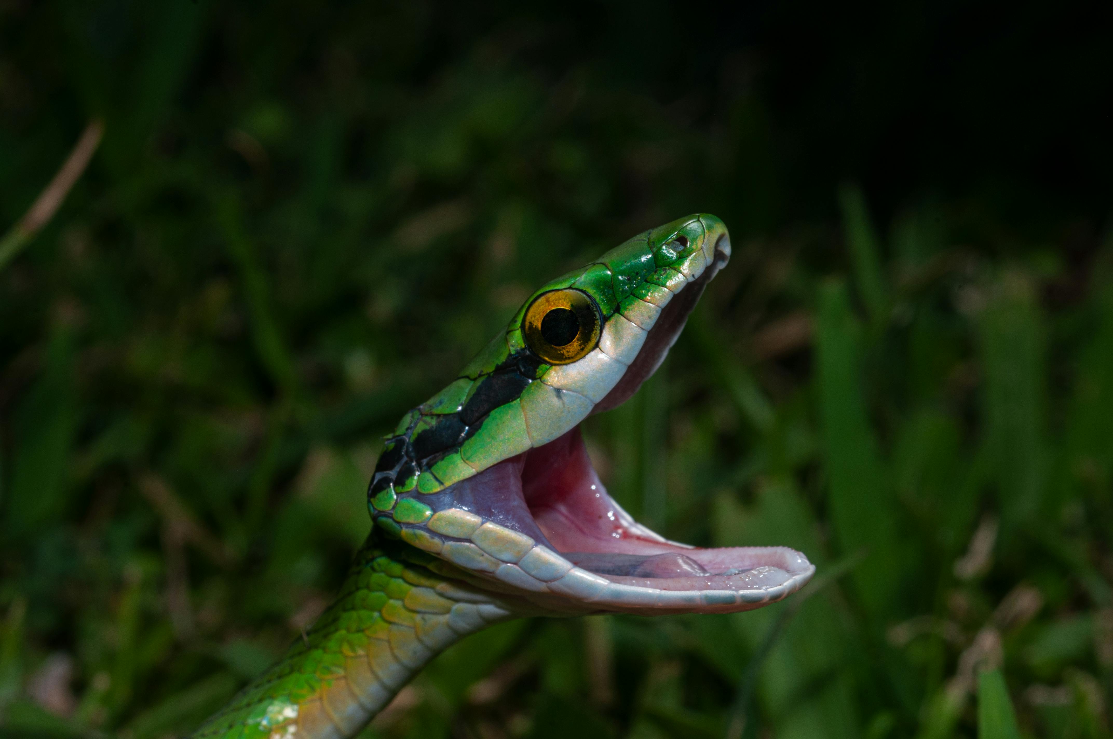 Close up of a Snake · Free Stock Photo