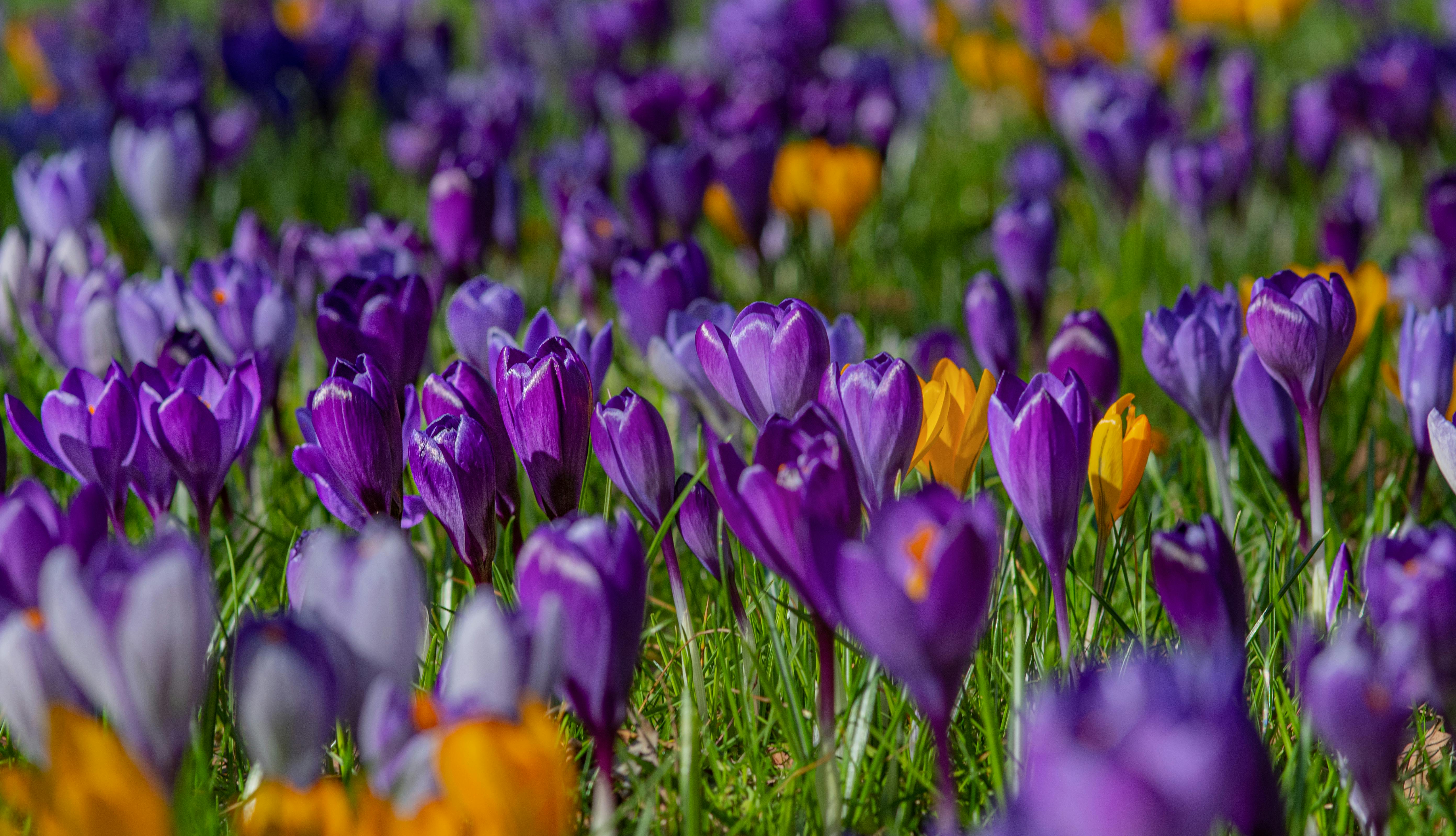 Purple Crocus Flowers · Free Stock Photo