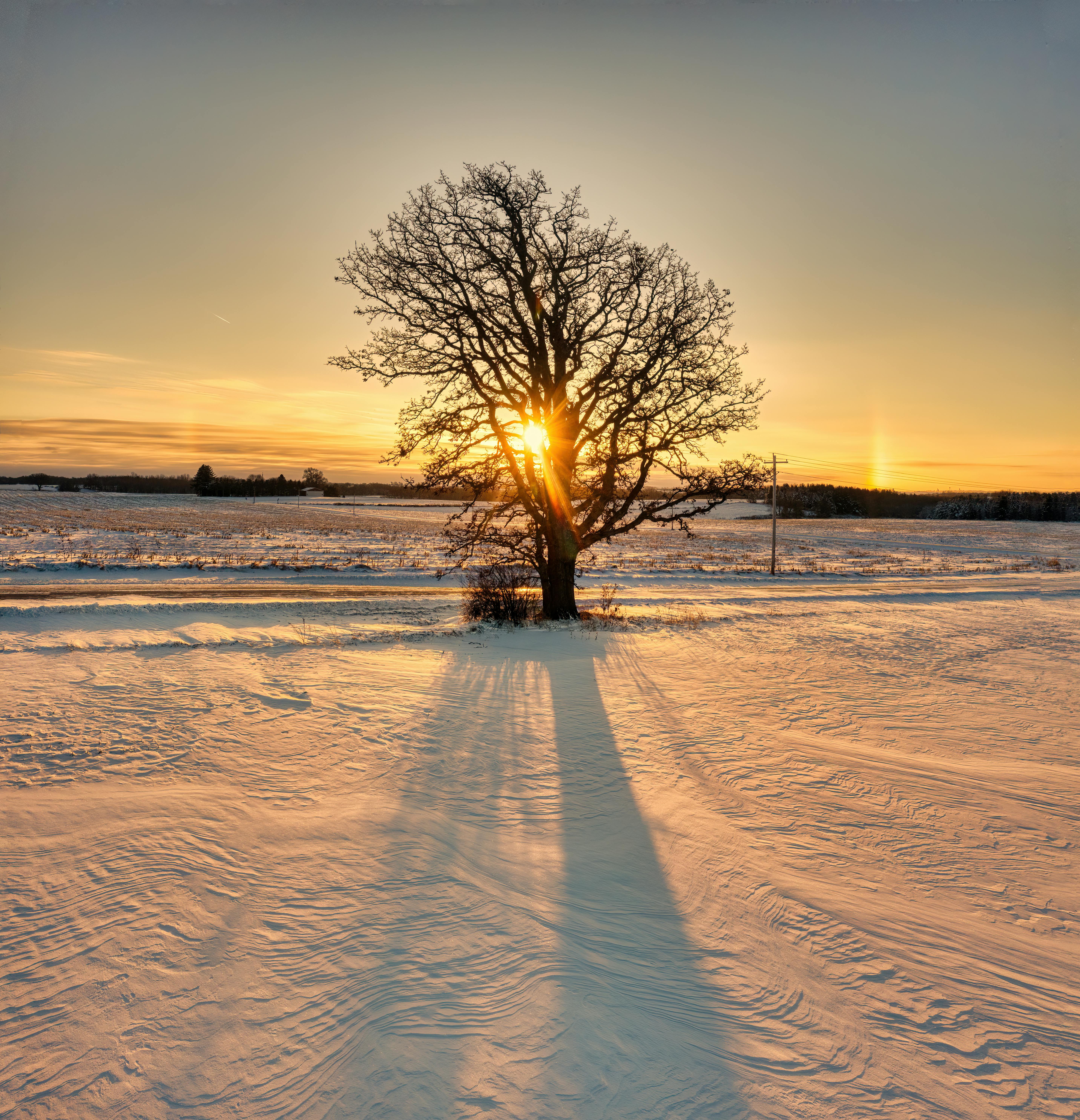 Barren Tree at Sunrise · Free Stock Photo