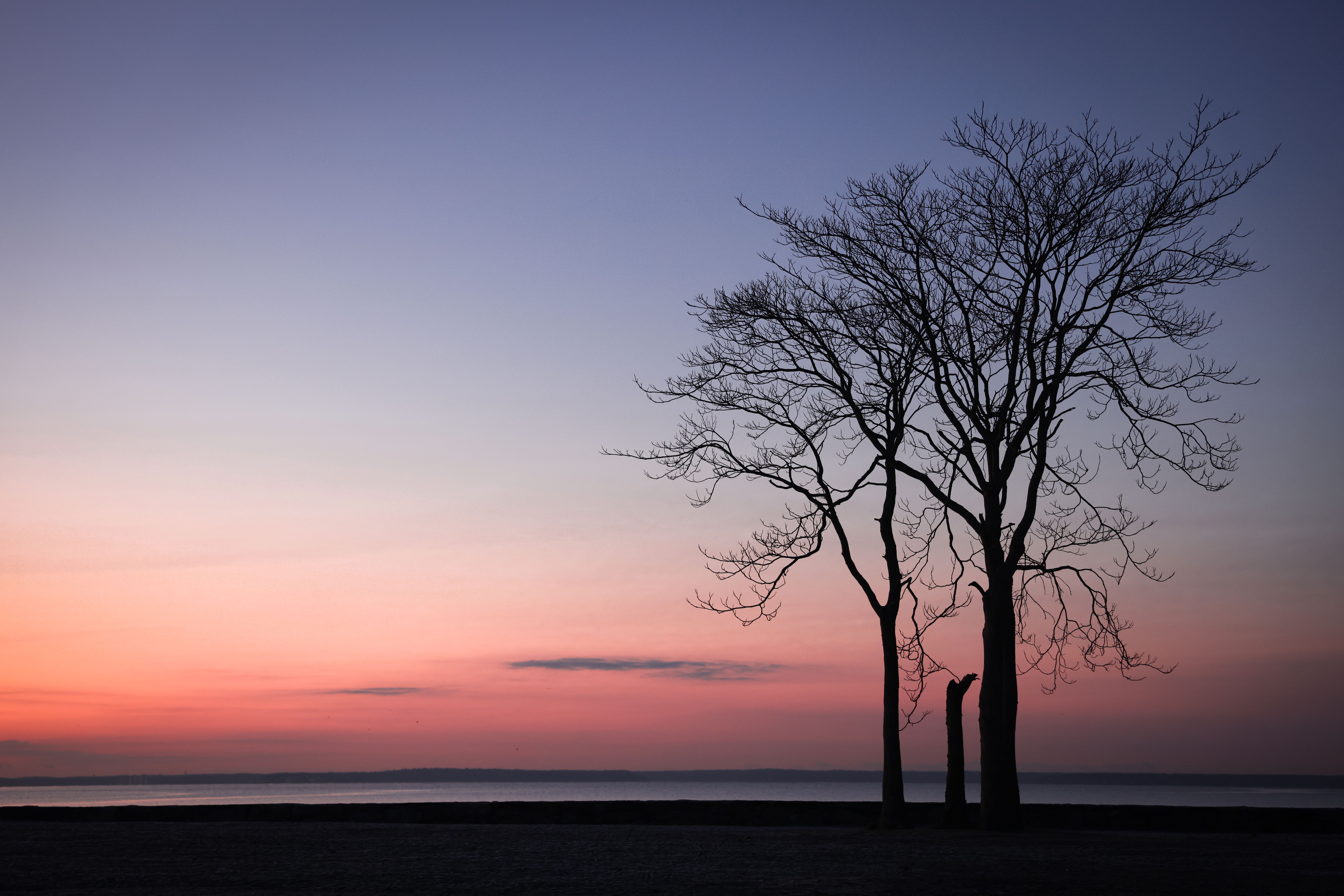 Trees on Sea Coast at Dusk · Free Stock Photo