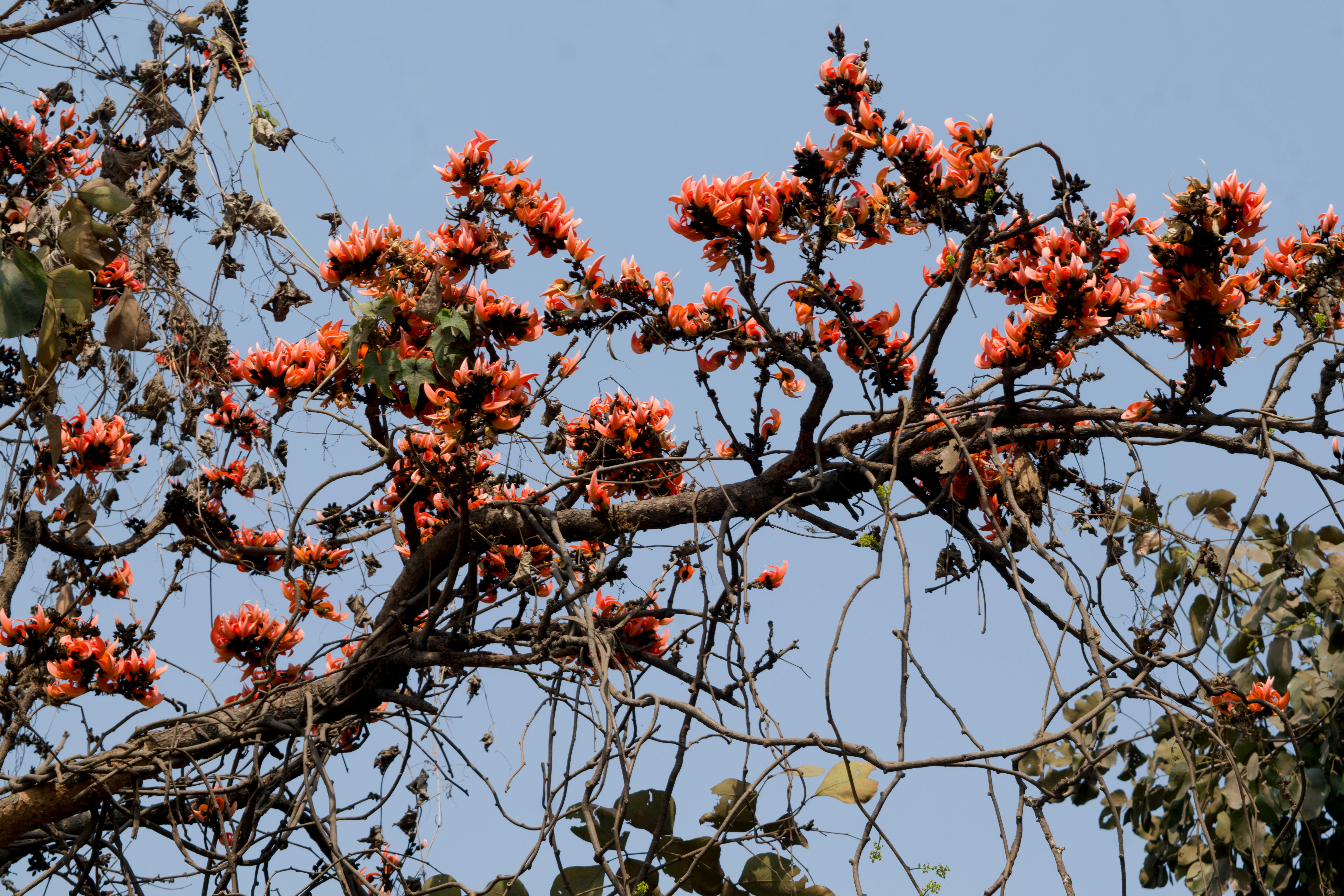 Palash Photos, Download The BEST Free Palash Stock Photos & HD Images