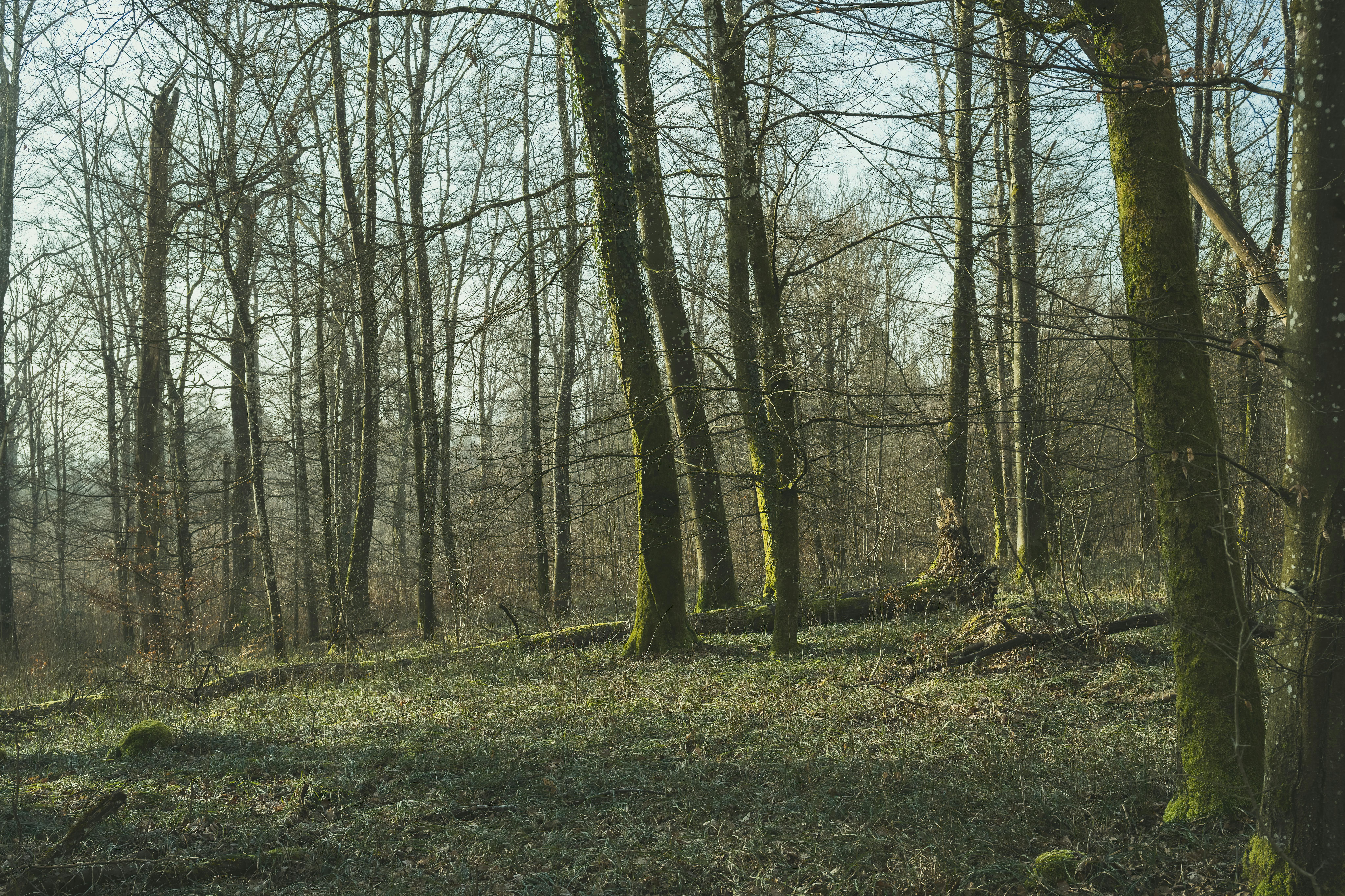 Leafless Dense Forest · Free Stock Photo