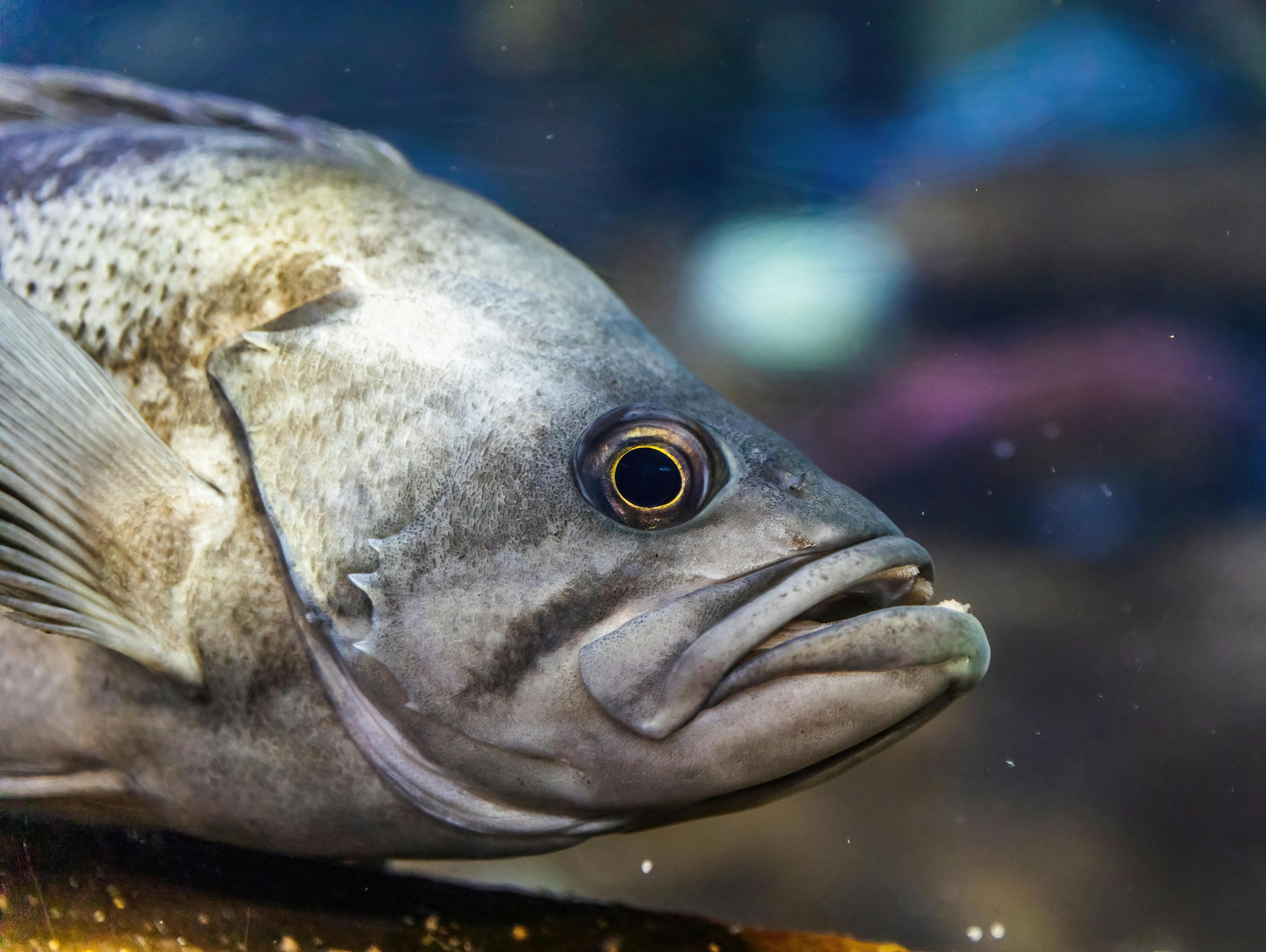 Fish Head Photos, Download The BEST Free Fish Head Stock Photos & HD Images