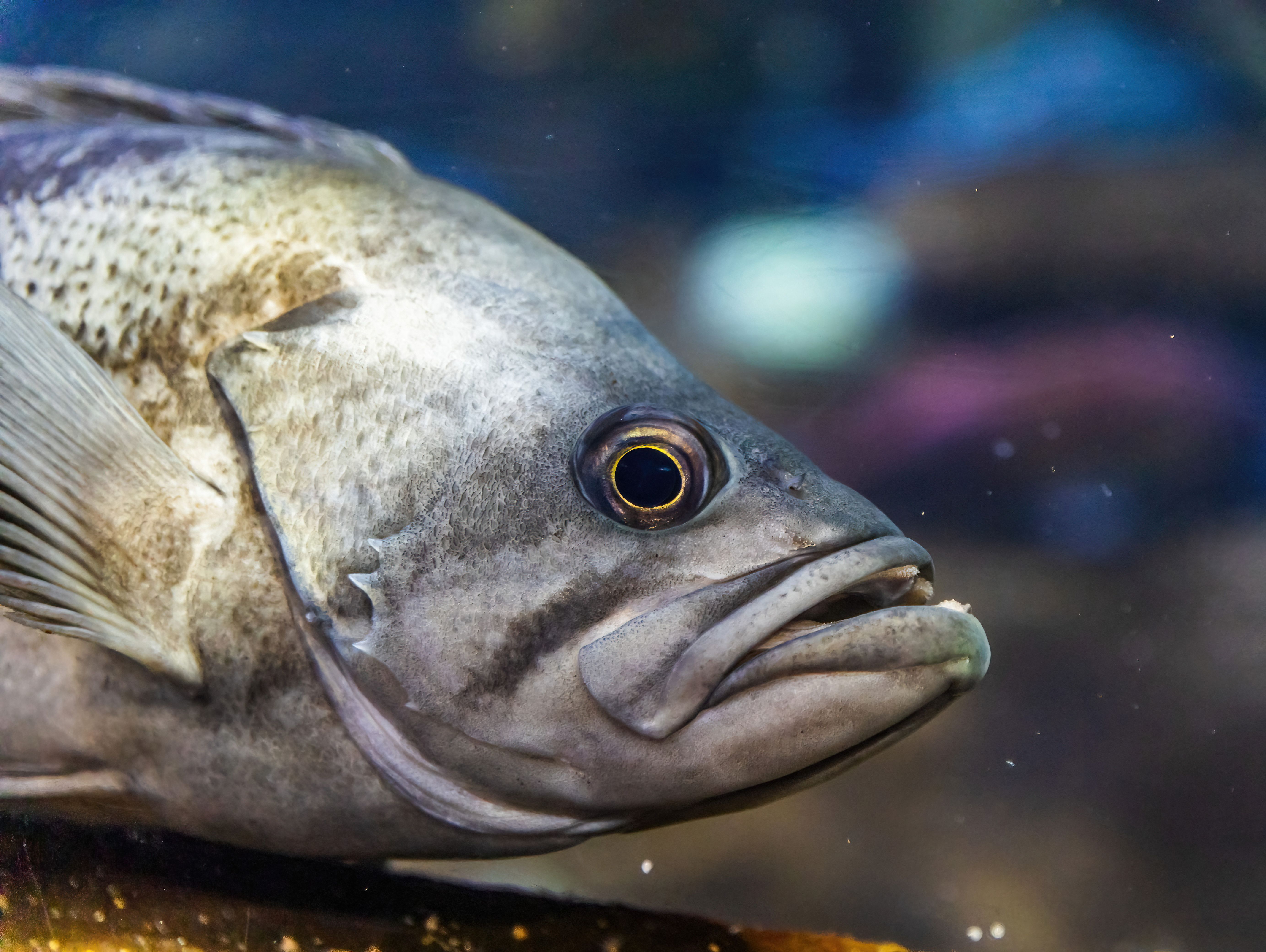 Foto de stock gratuita sobre animal, cabeza, de cerca, ojo, peces, vida ...