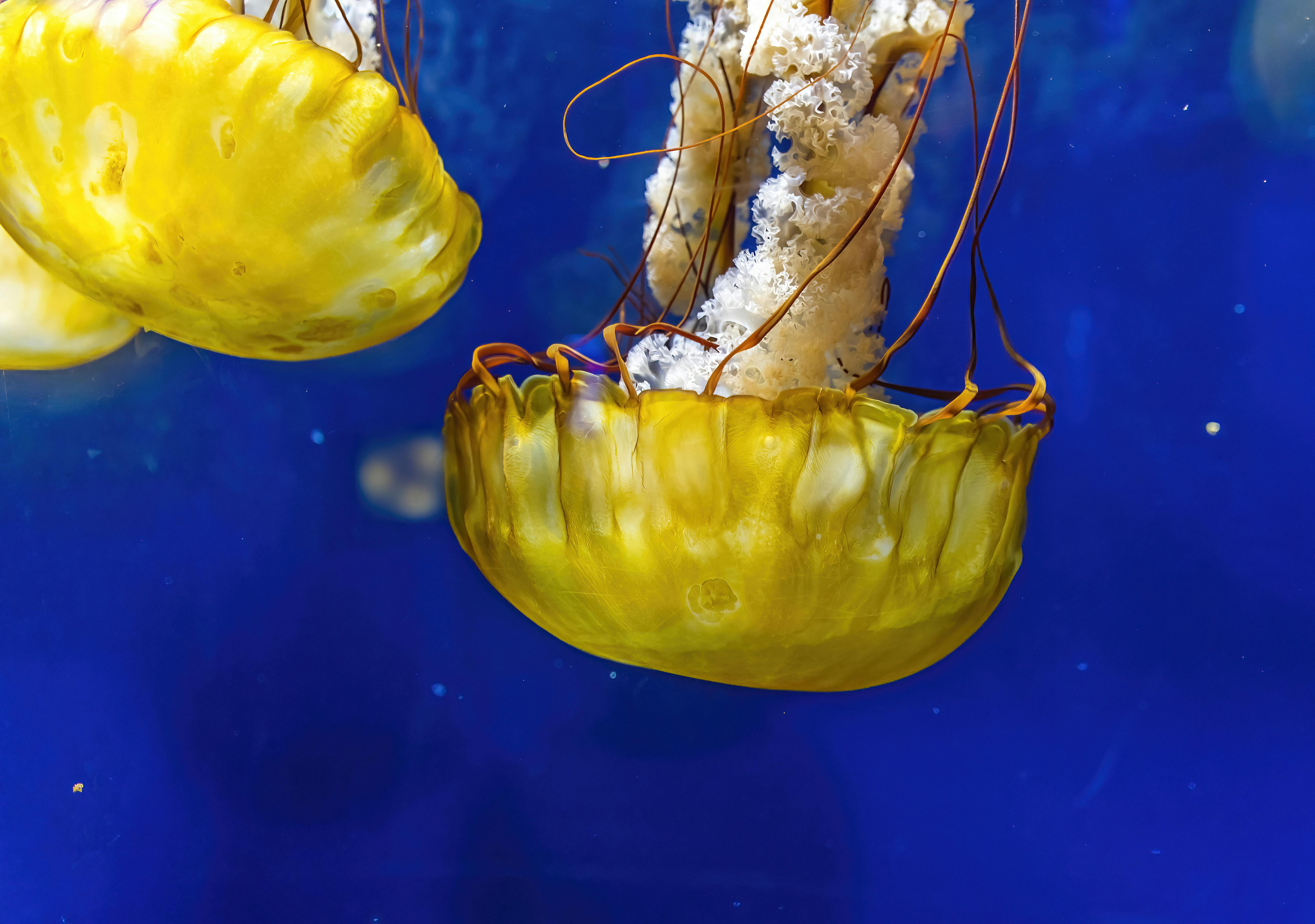 Yellow Medusa in Water · Free Stock Photo