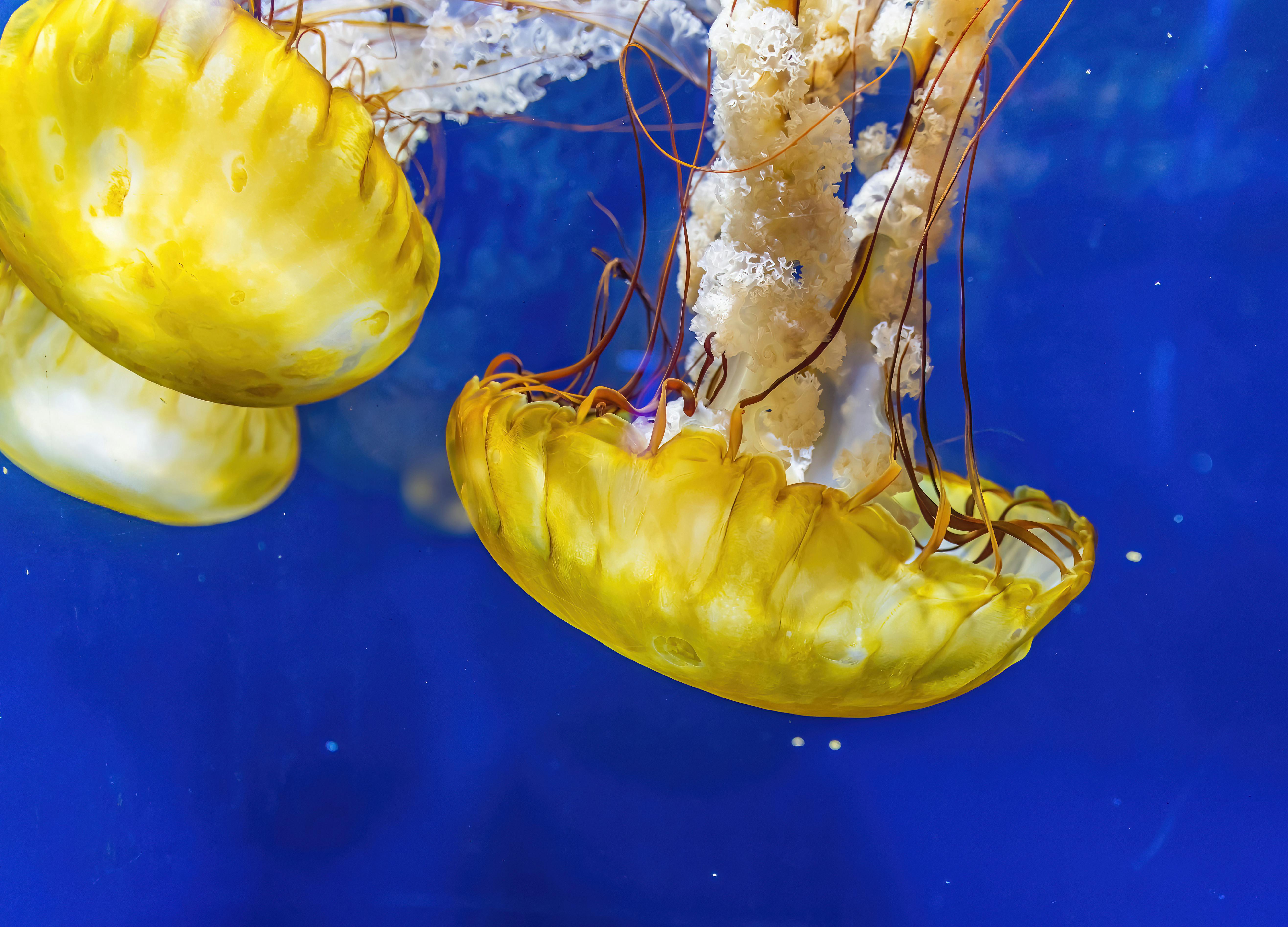 Medusa in Water · Free Stock Photo