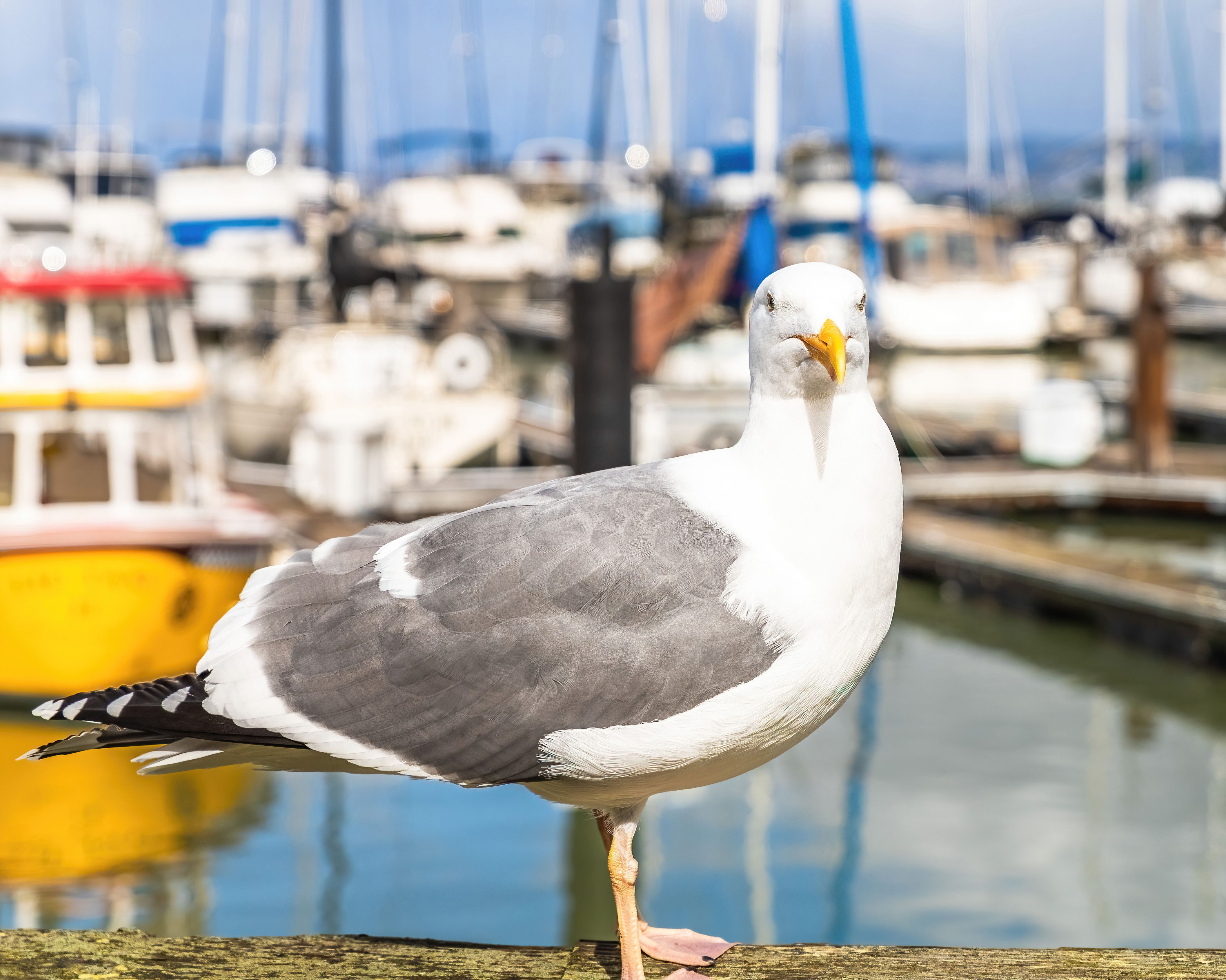 Close-up of Seagull · Free Stock Photo