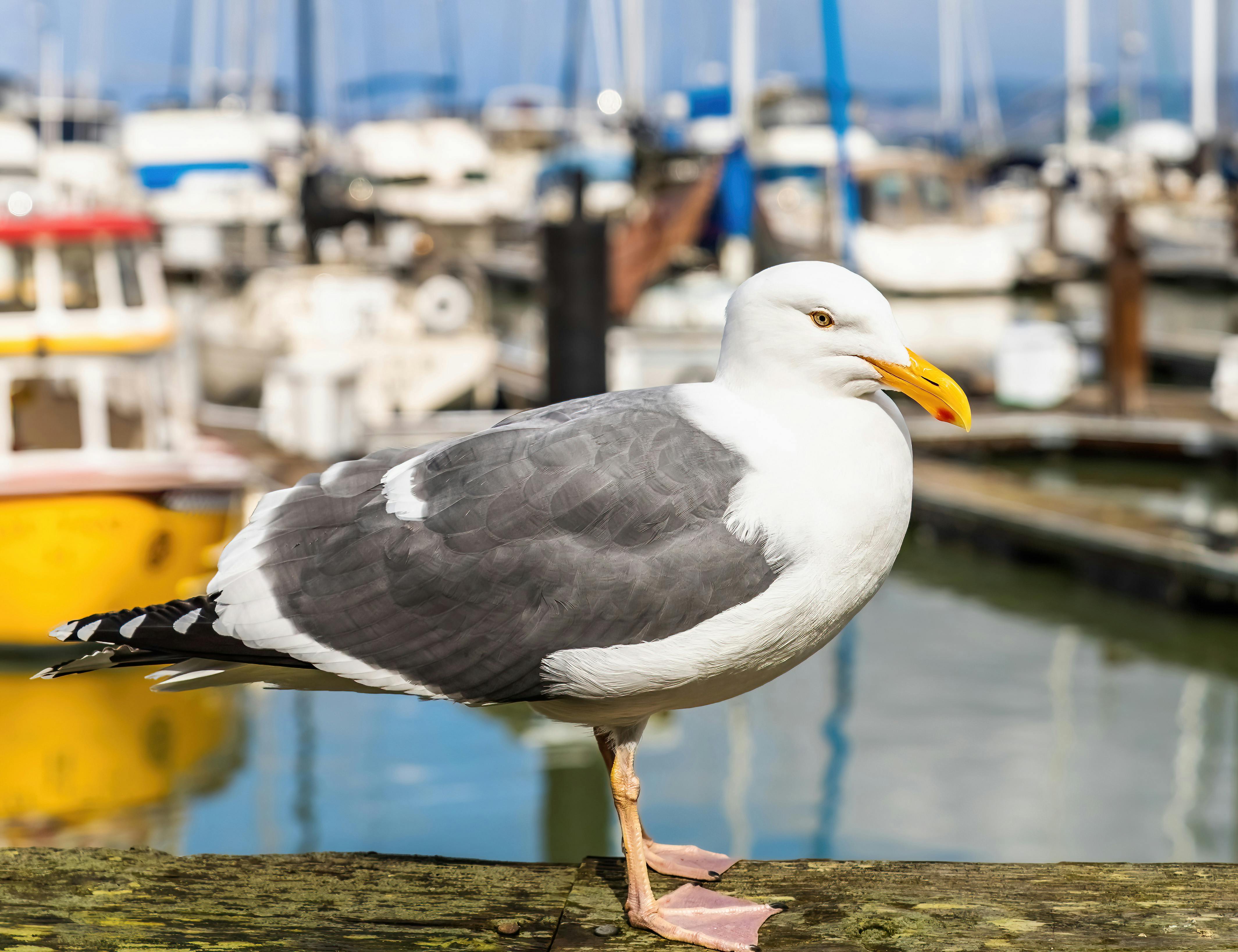 Seagull Standing on Handrail in Harbor · Free Stock Photo