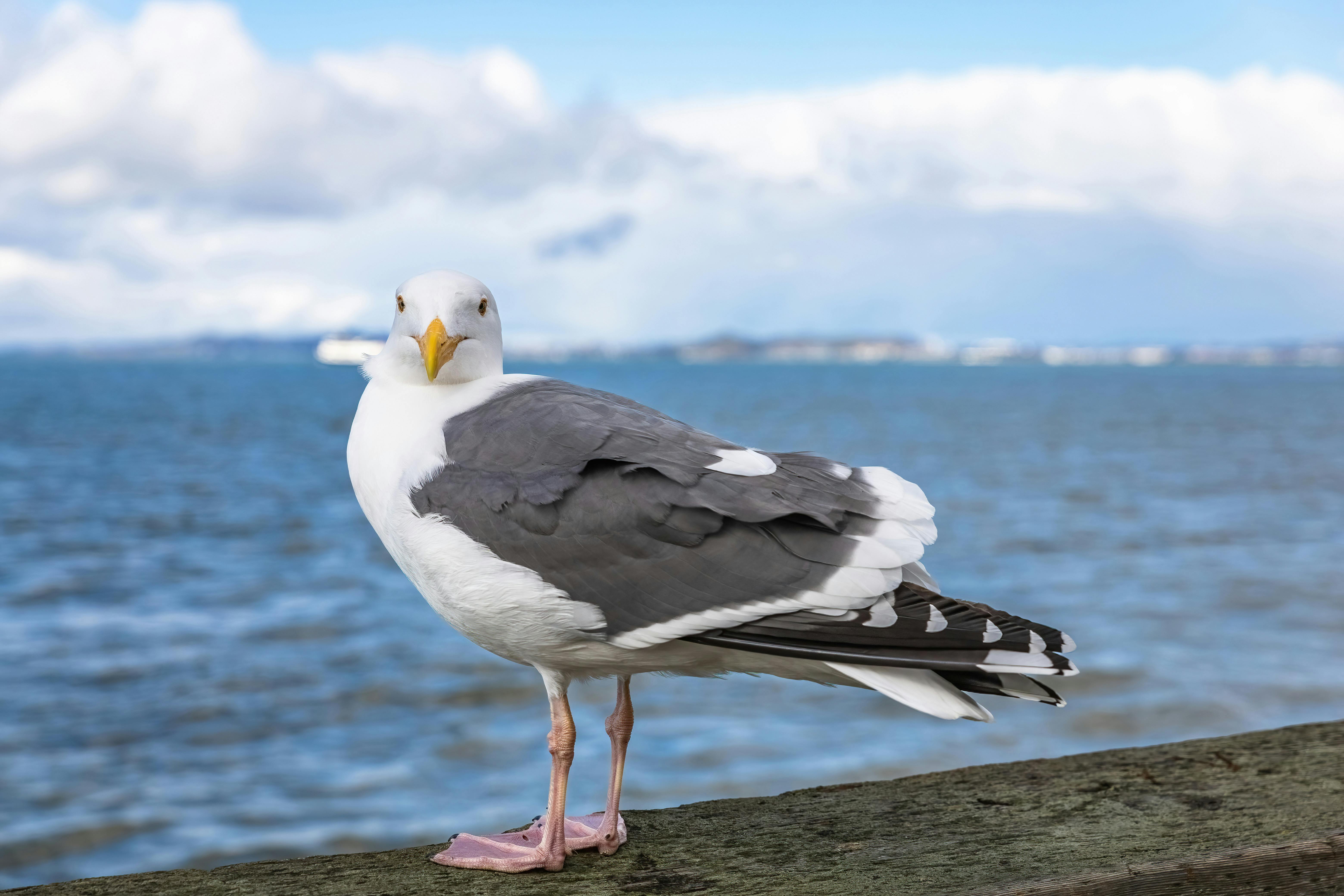 Close-up of Seagull · Free Stock Photo
