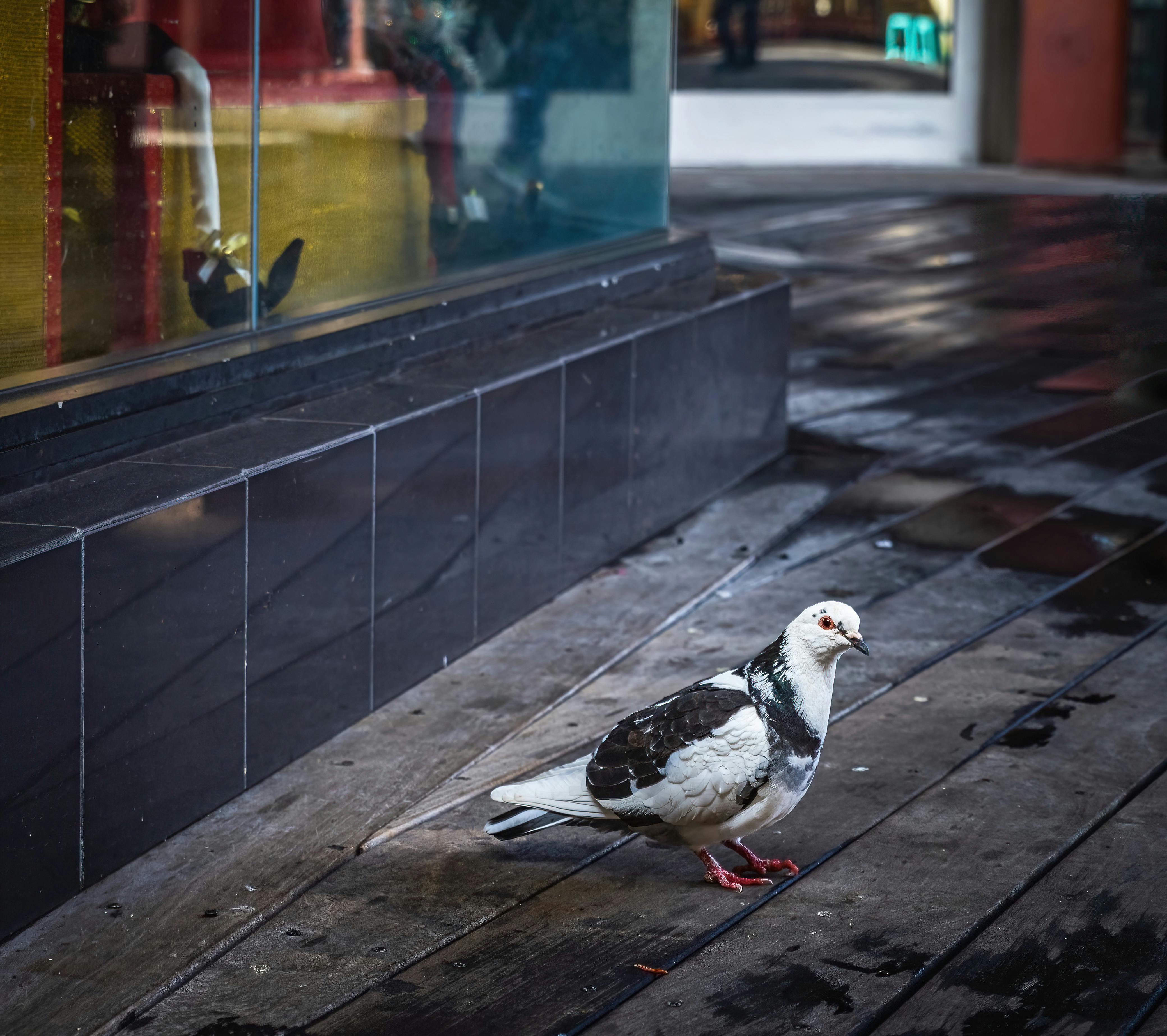 Tibetan Monk Surrounded by Pigeons · Free Stock Photo