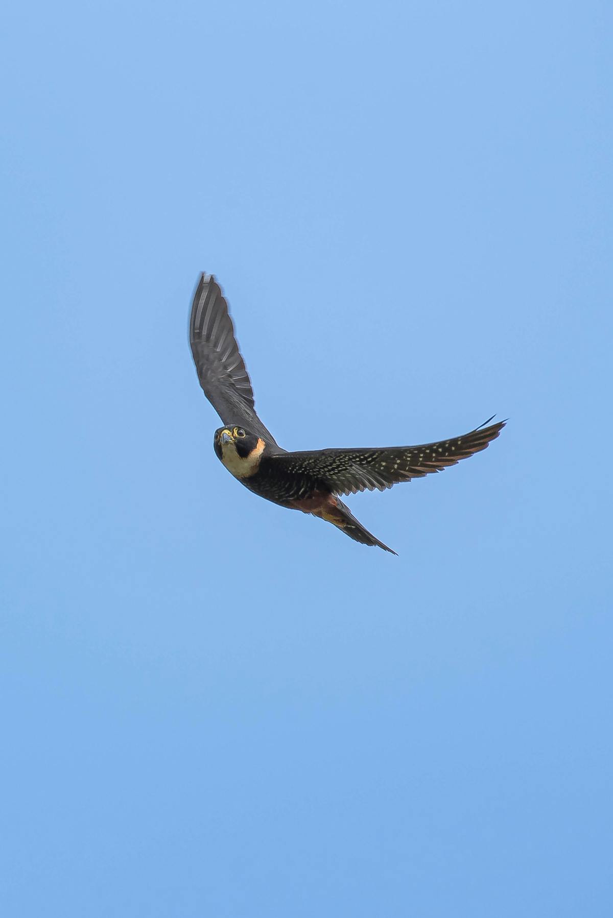 Peregrine Falcon Flying Images Photos, Download The BEST Free Peregrine ...