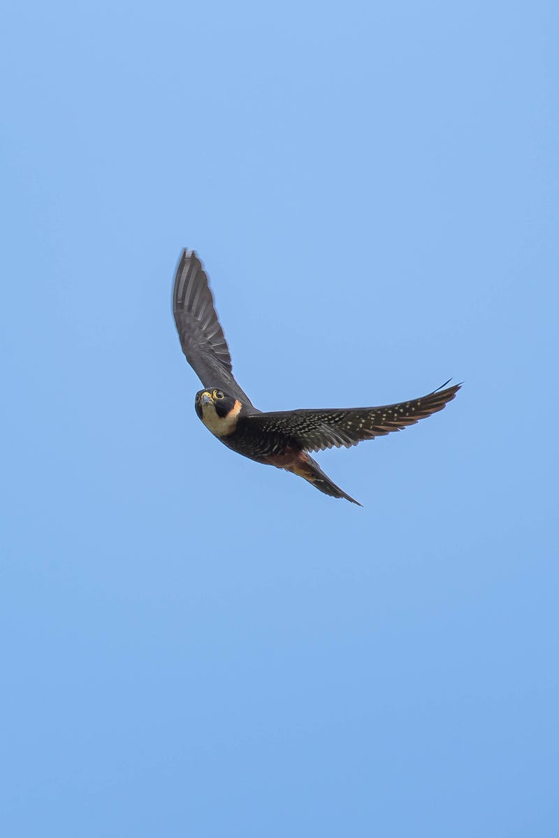 Bat Flying Photos, Download The BEST Free Bat Flying Stock Photos & HD ...