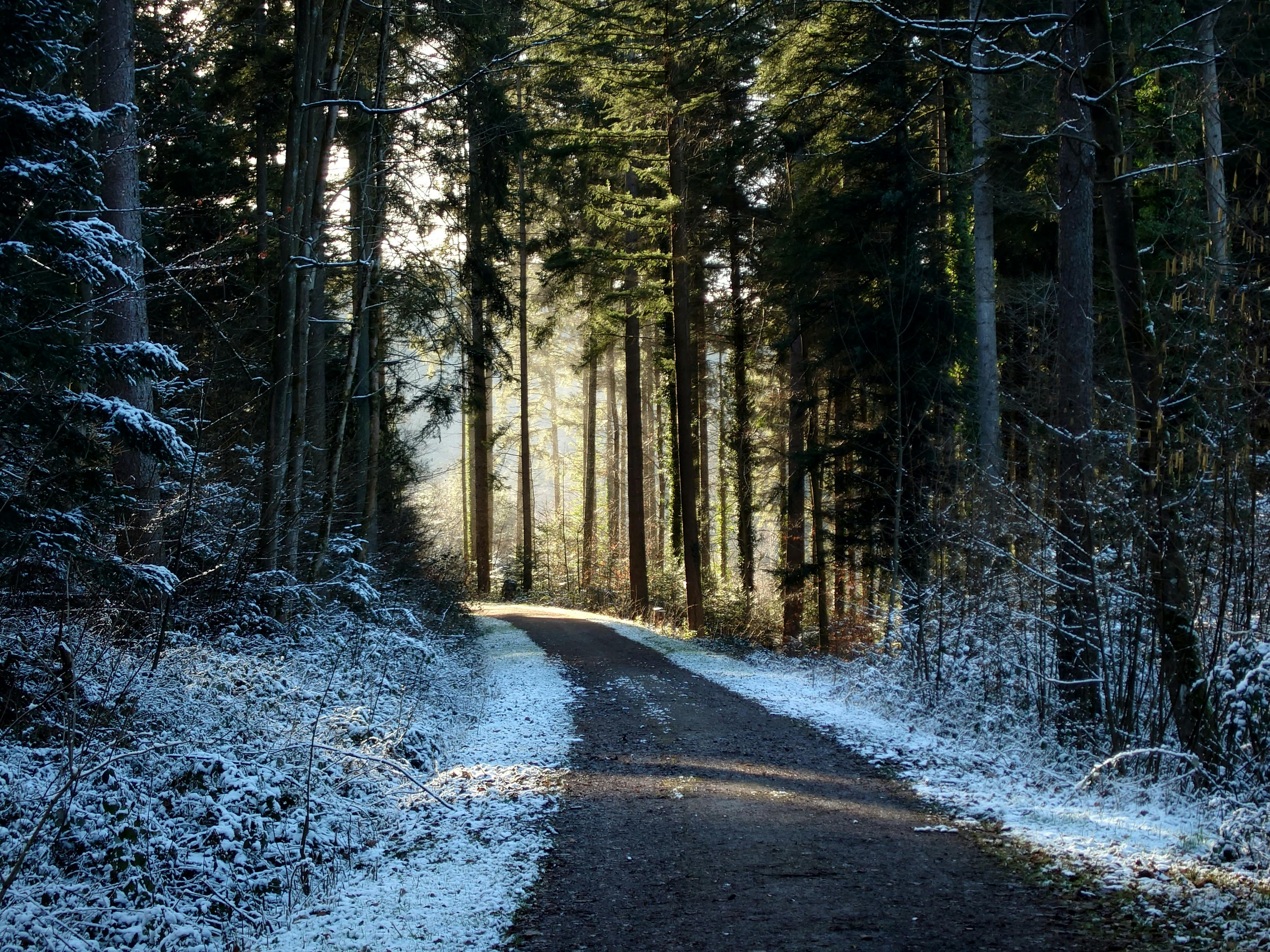 Dirt Road in Deep Forest in Winter · Free Stock Photo