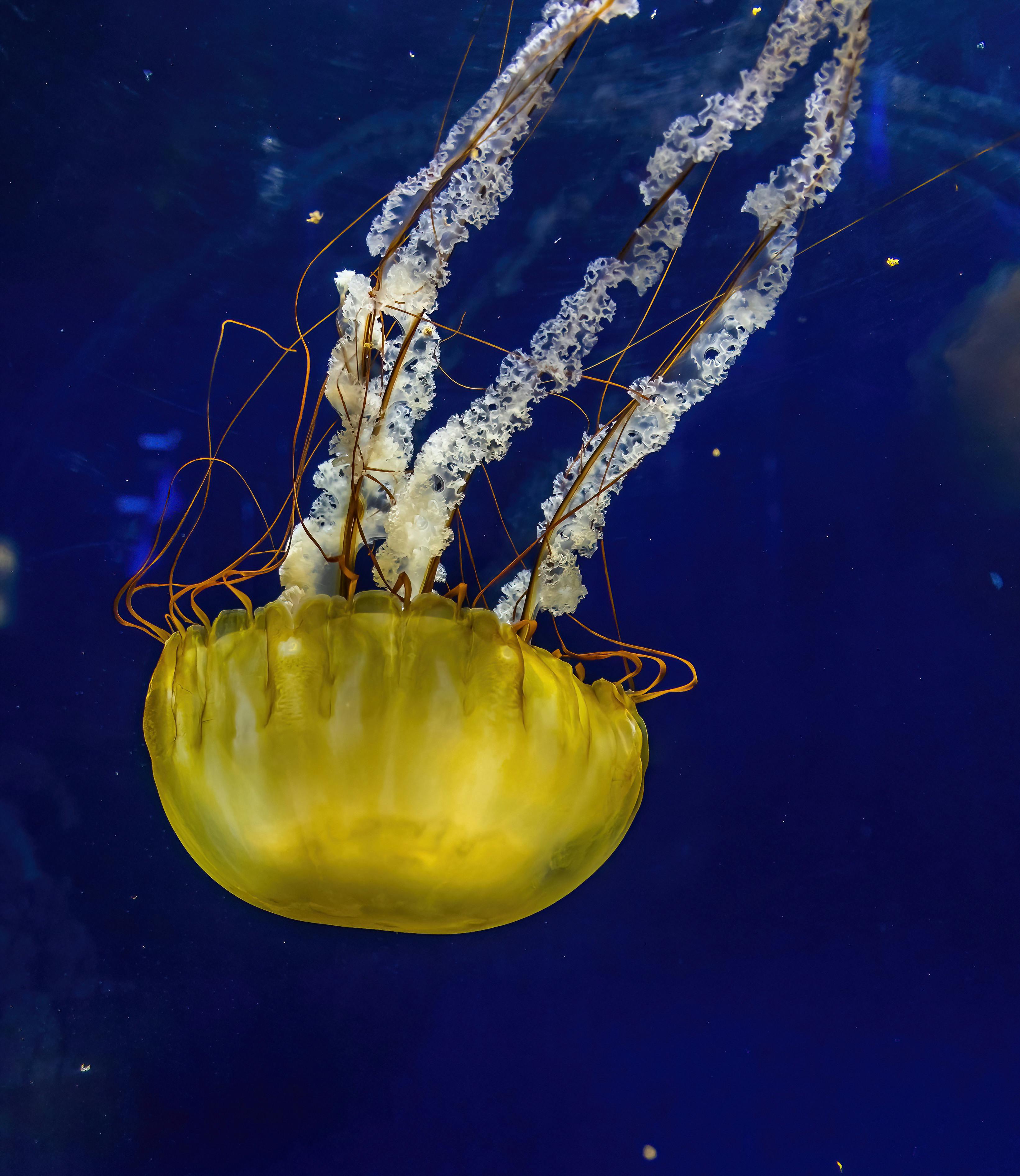 Yellow Jellyfish in Deep Sea · Free Stock Photo