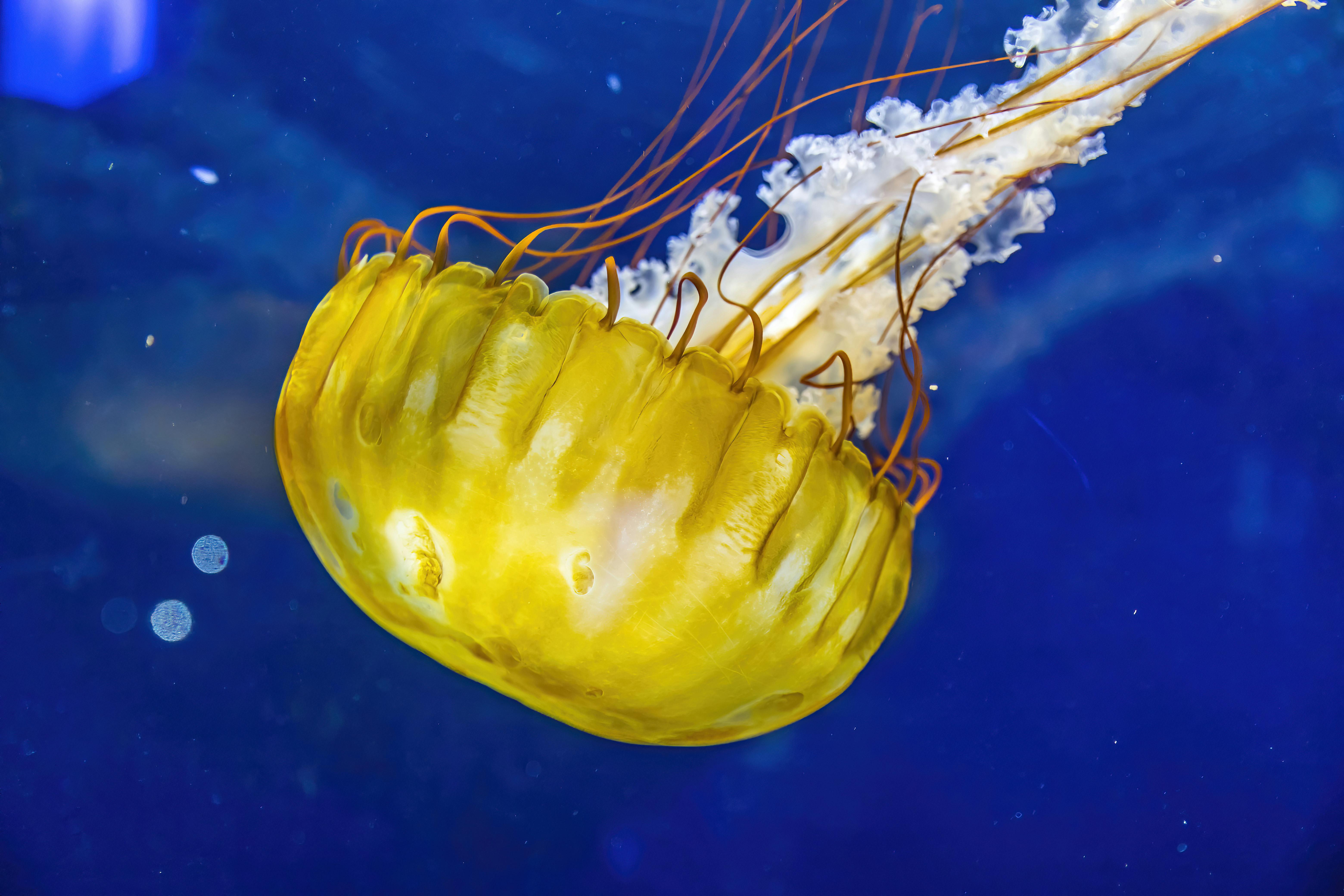 Exotic Yellow Jellyfish · Free Stock Photo