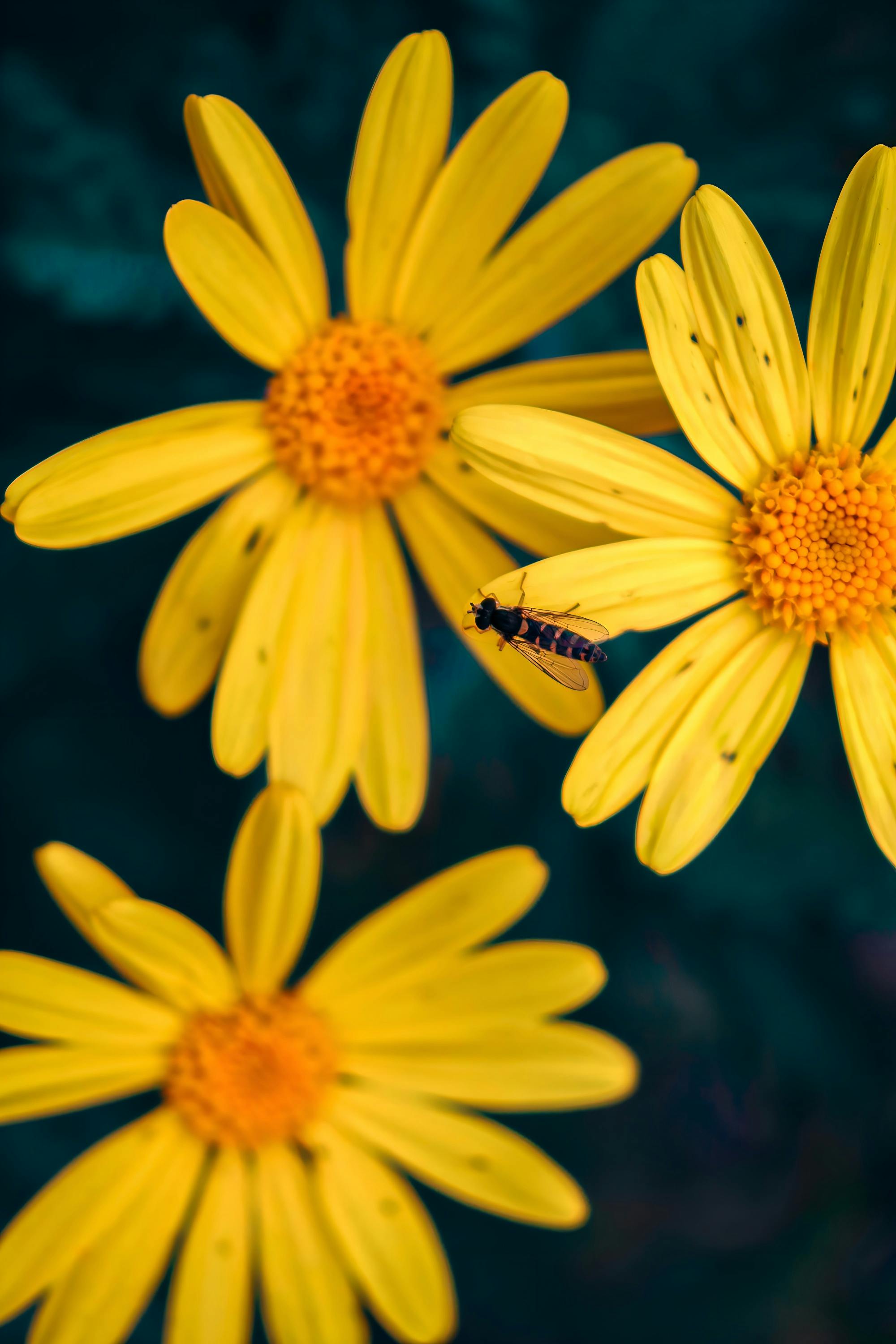 Bees on Flower · Free Stock Photo